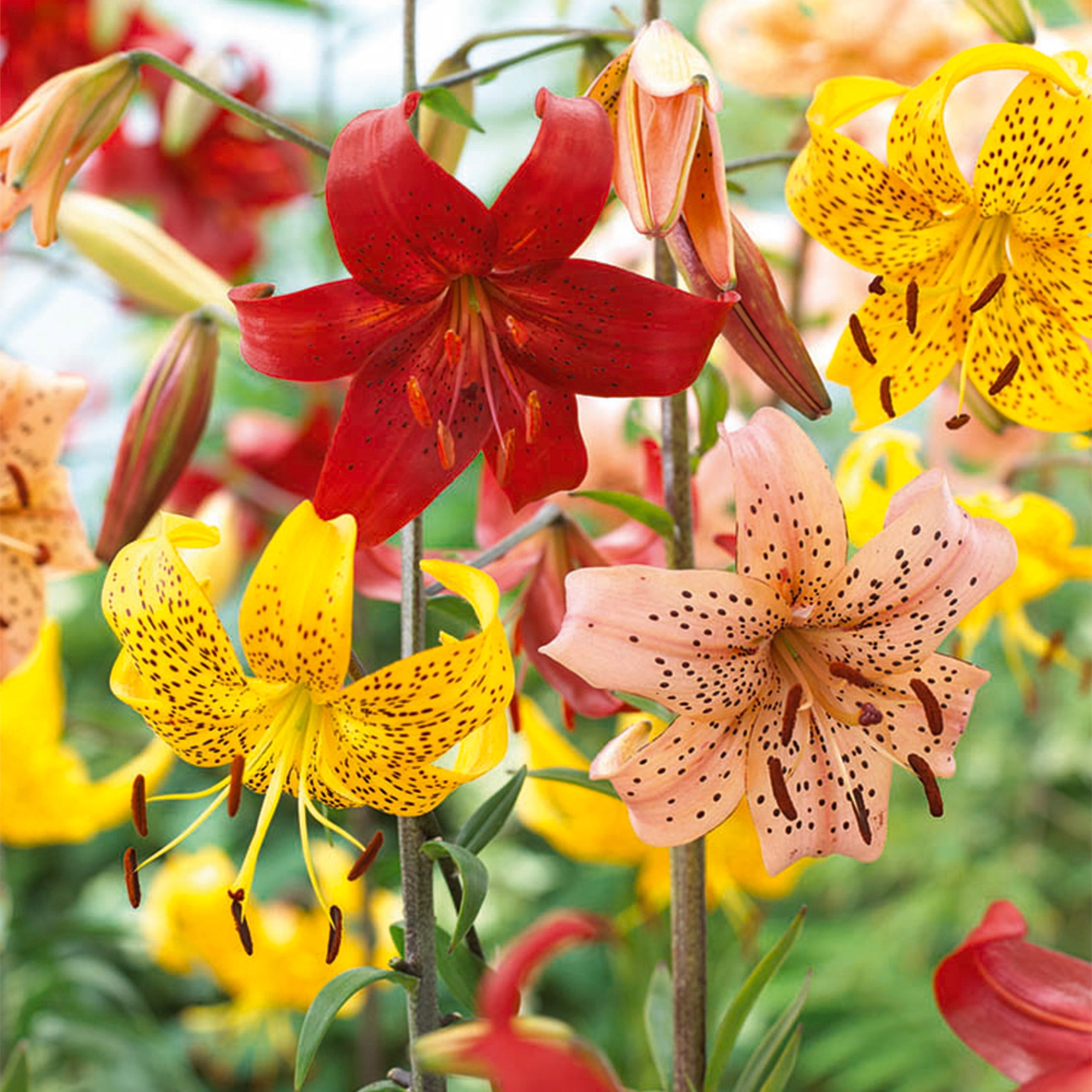 Garden State Bulb Twinkle Tiger Lily Mixed Flower Bulbs, 14/16cm (Bag ...