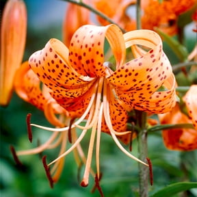 Tiger Lily Plants