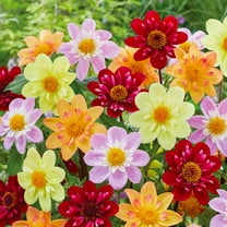 Garden State Bulb Multicolor Dinnerplate Dahlia Mixed Flower Bulbs ...