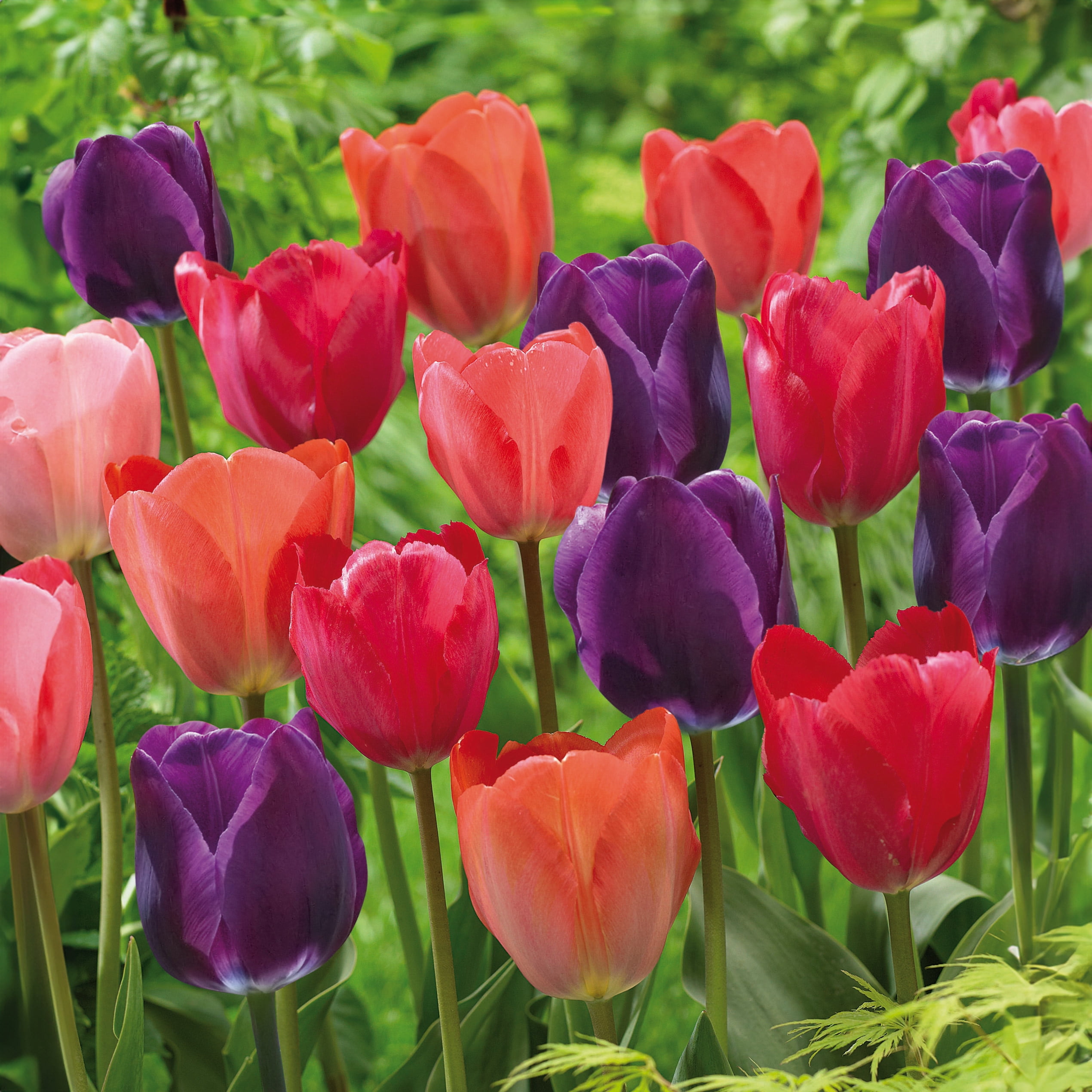 Garden State Bulb Triumph Bold Color Mix Tulip Flower Bulbs, 12/+ cm ...