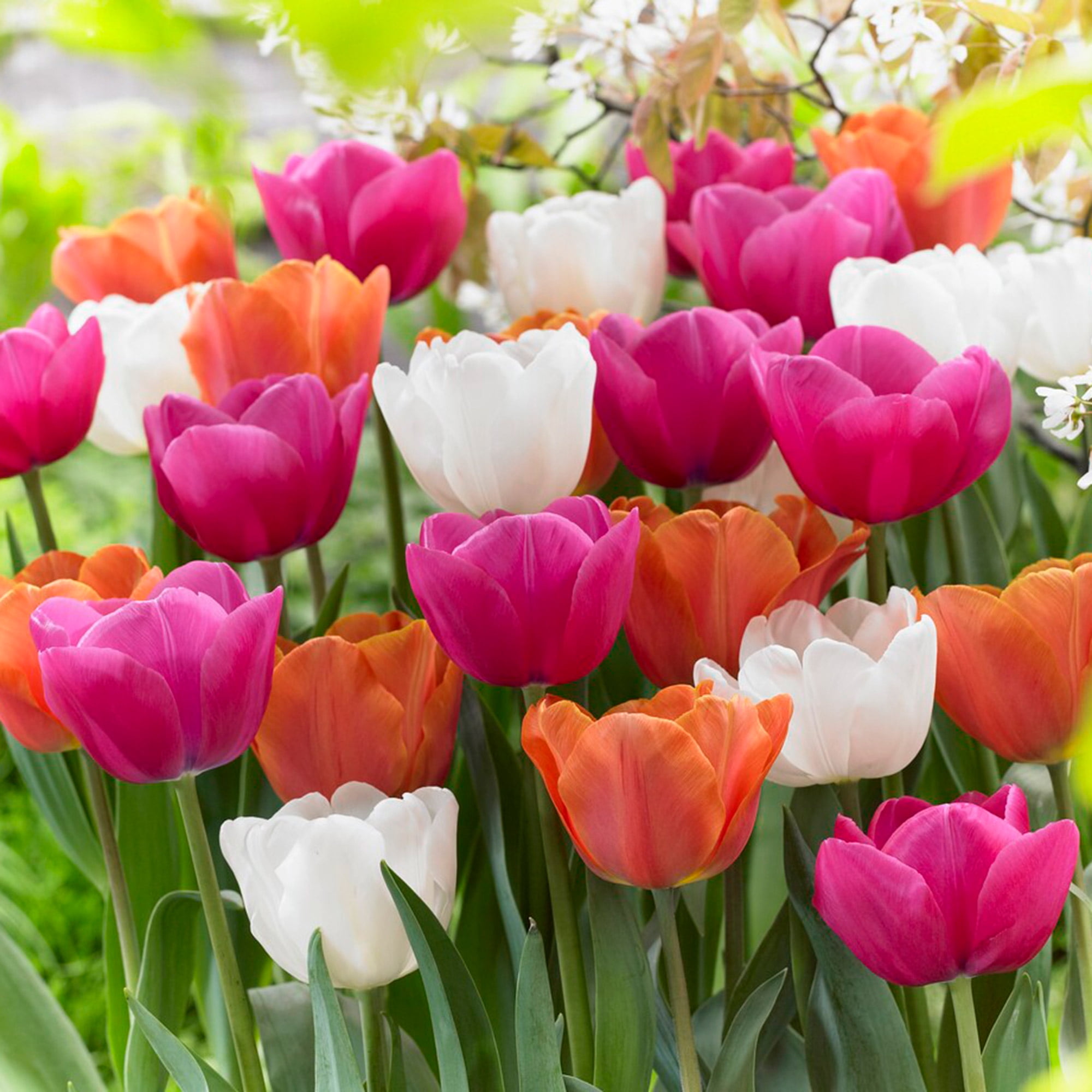 Garden State Bulb Triumph Coffee and Donut Mix Tulip Flower Bulbs, 12 ...