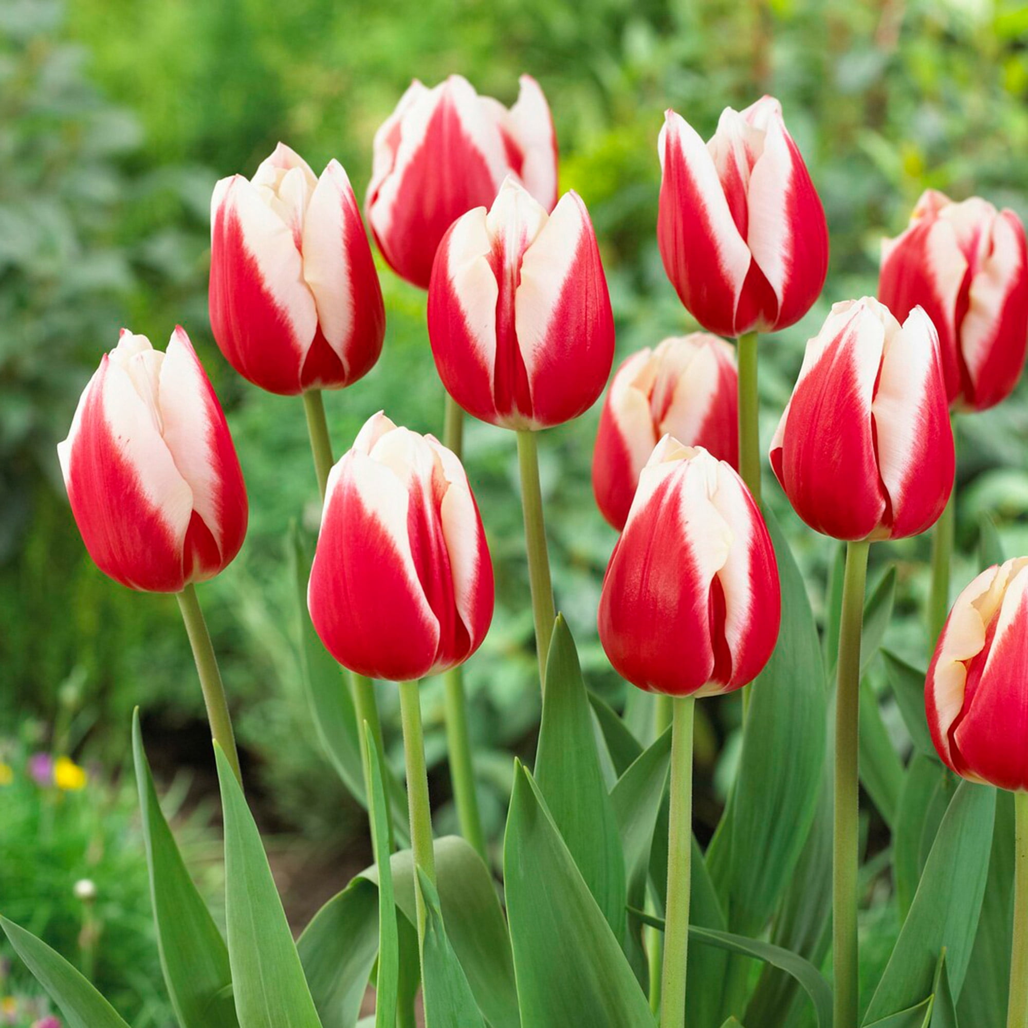 Garden State Bulb Triumph Markant Tulip Flower Bulbs, 12/+ cm (Bag of ...