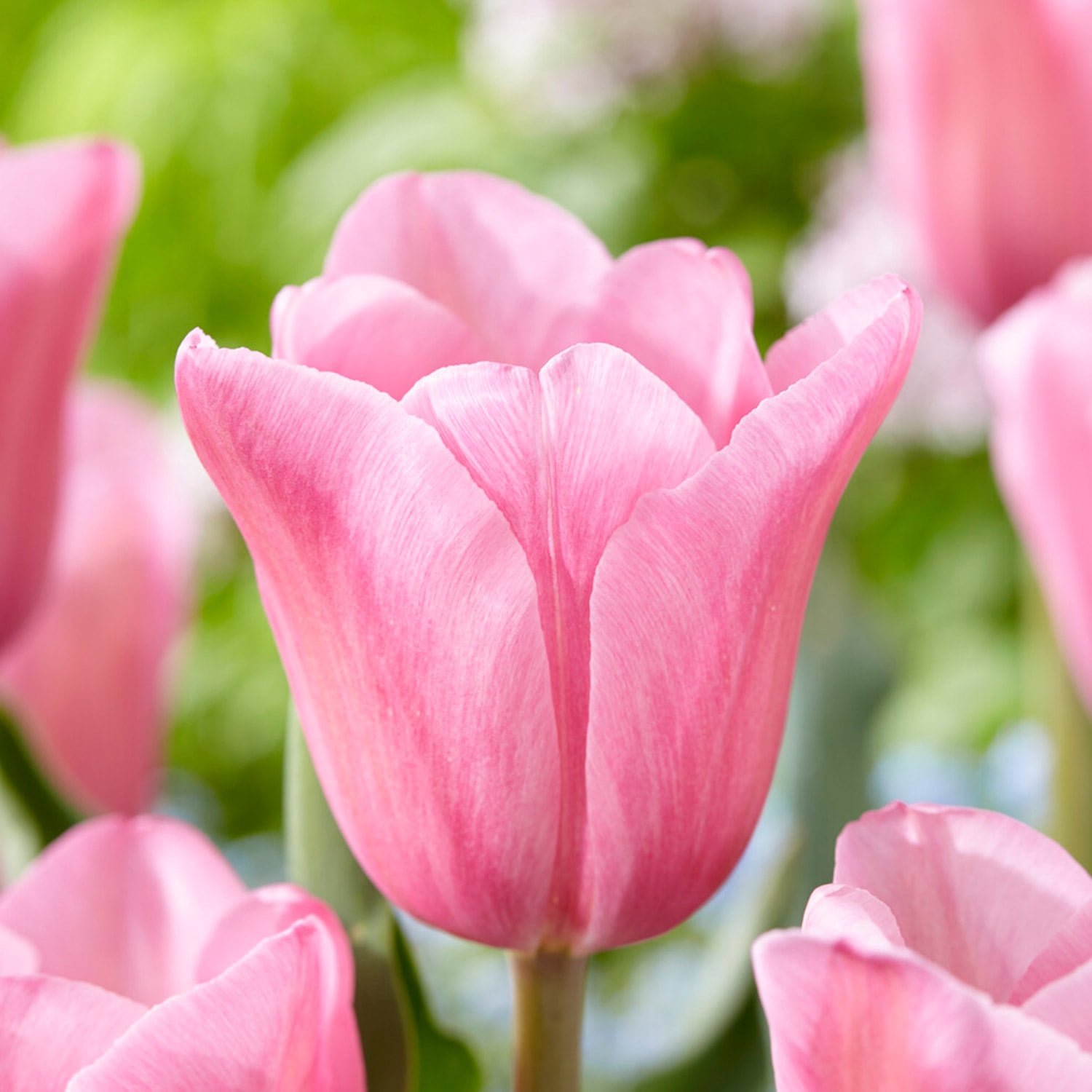 Garden State Bulb Triumph Mistress Tulip Flower Bulbs, 12/+ cm (Bag of ...