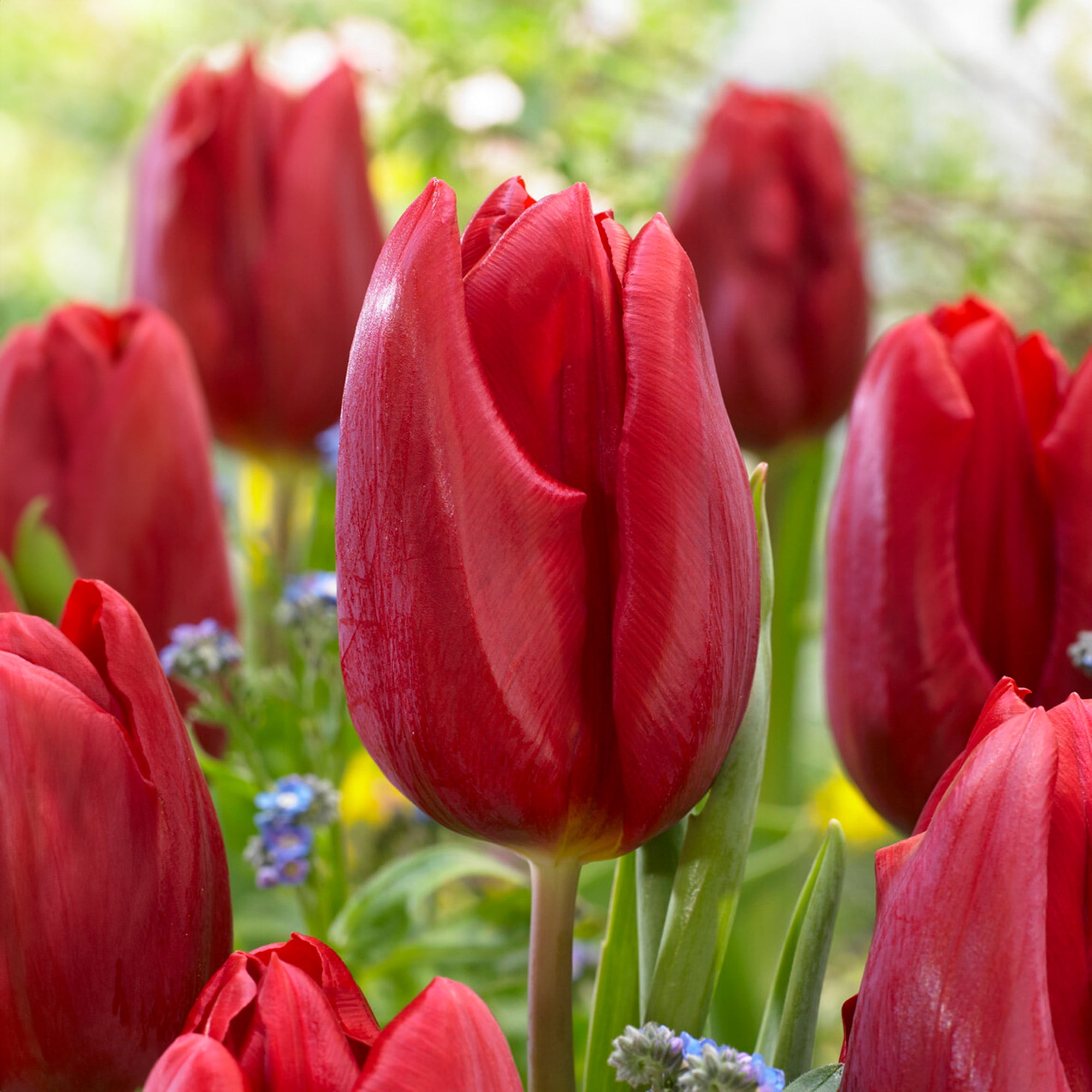 Garden State Bulb Triumph Strong Love Red Tulip Flower Bulbs, 12/+ cm ...