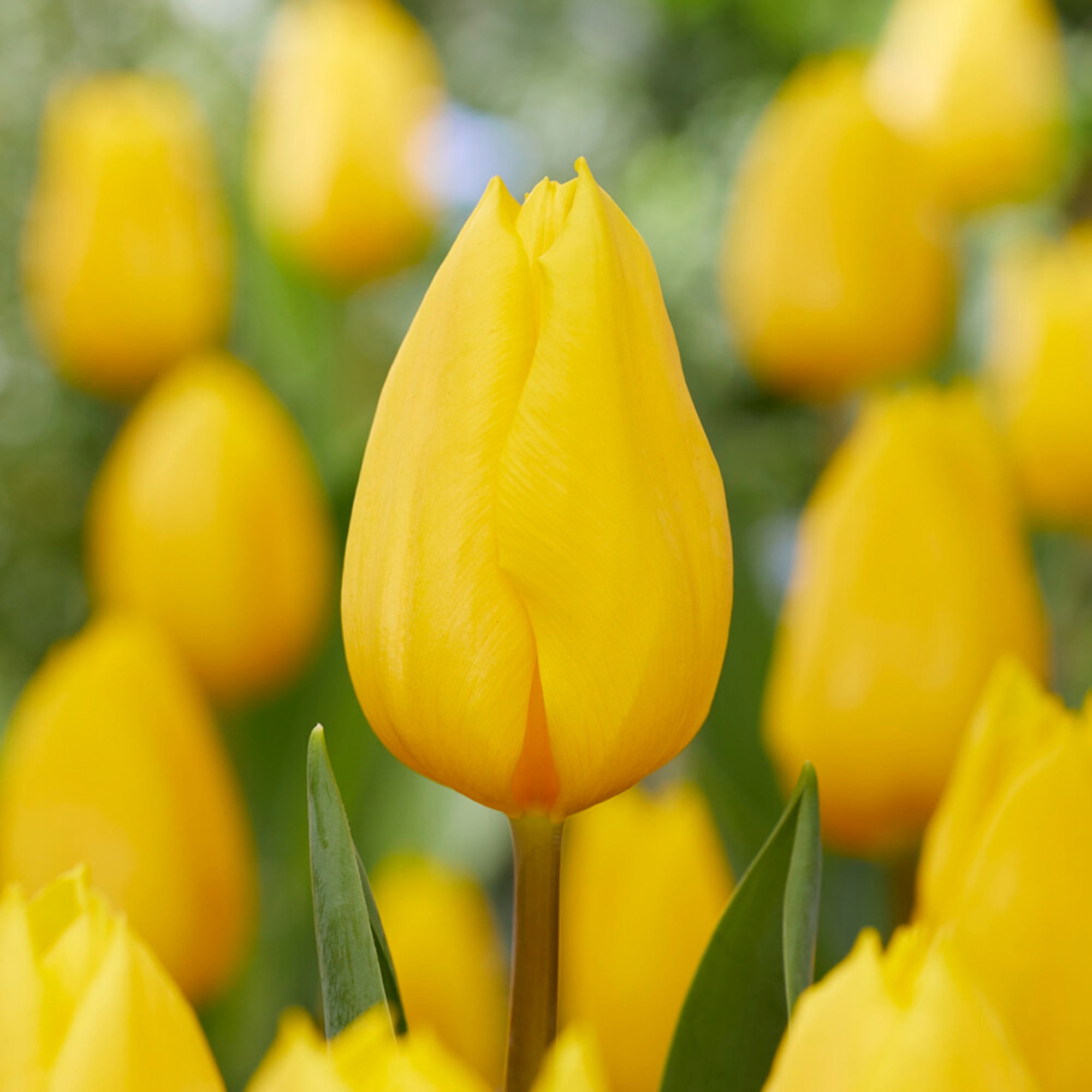 Garden State Bulb Triumph Strong Gold Tulip Flower Bulbs, 12/+ cm (Bag ...