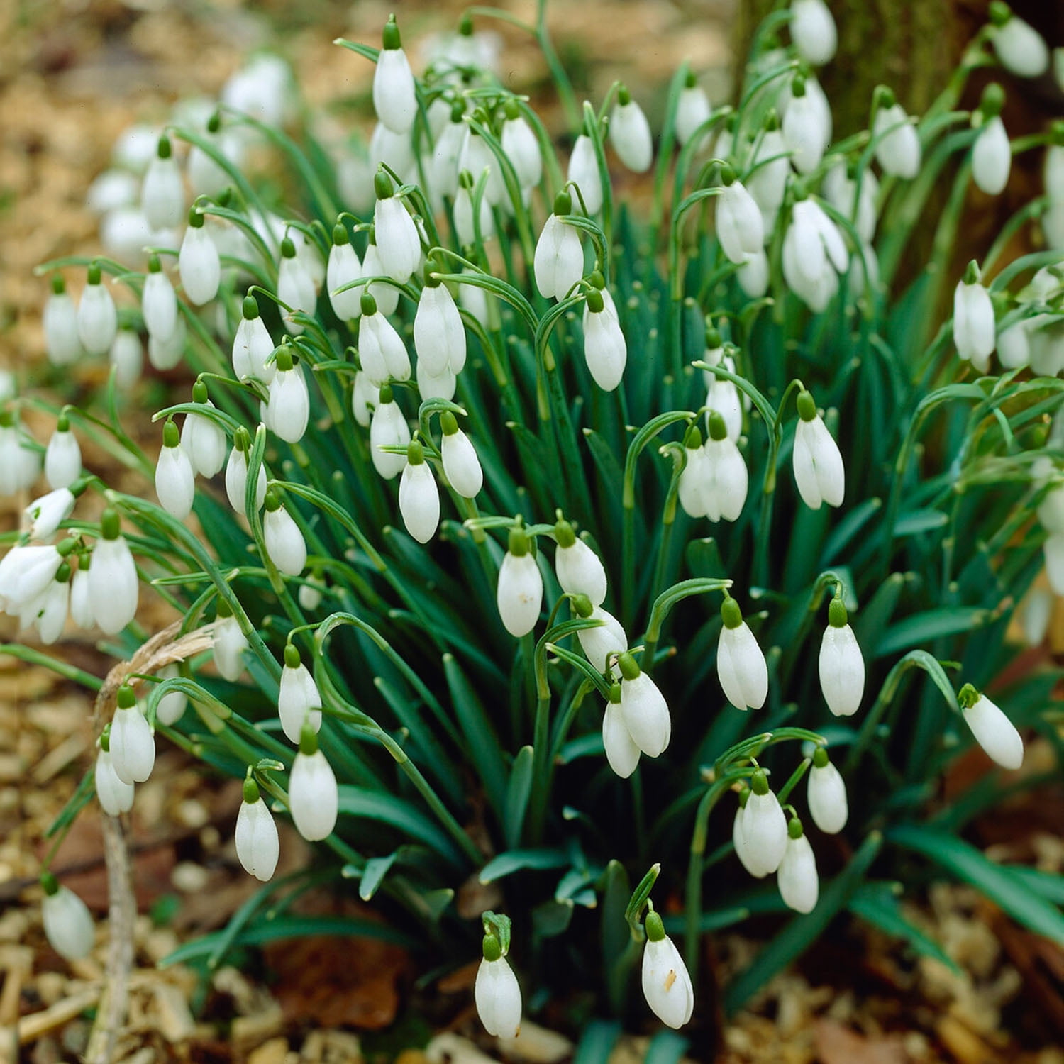 Garden State Bulb White Single Snowdrops Galanthus Flower Bulbs, 7/+cm ...