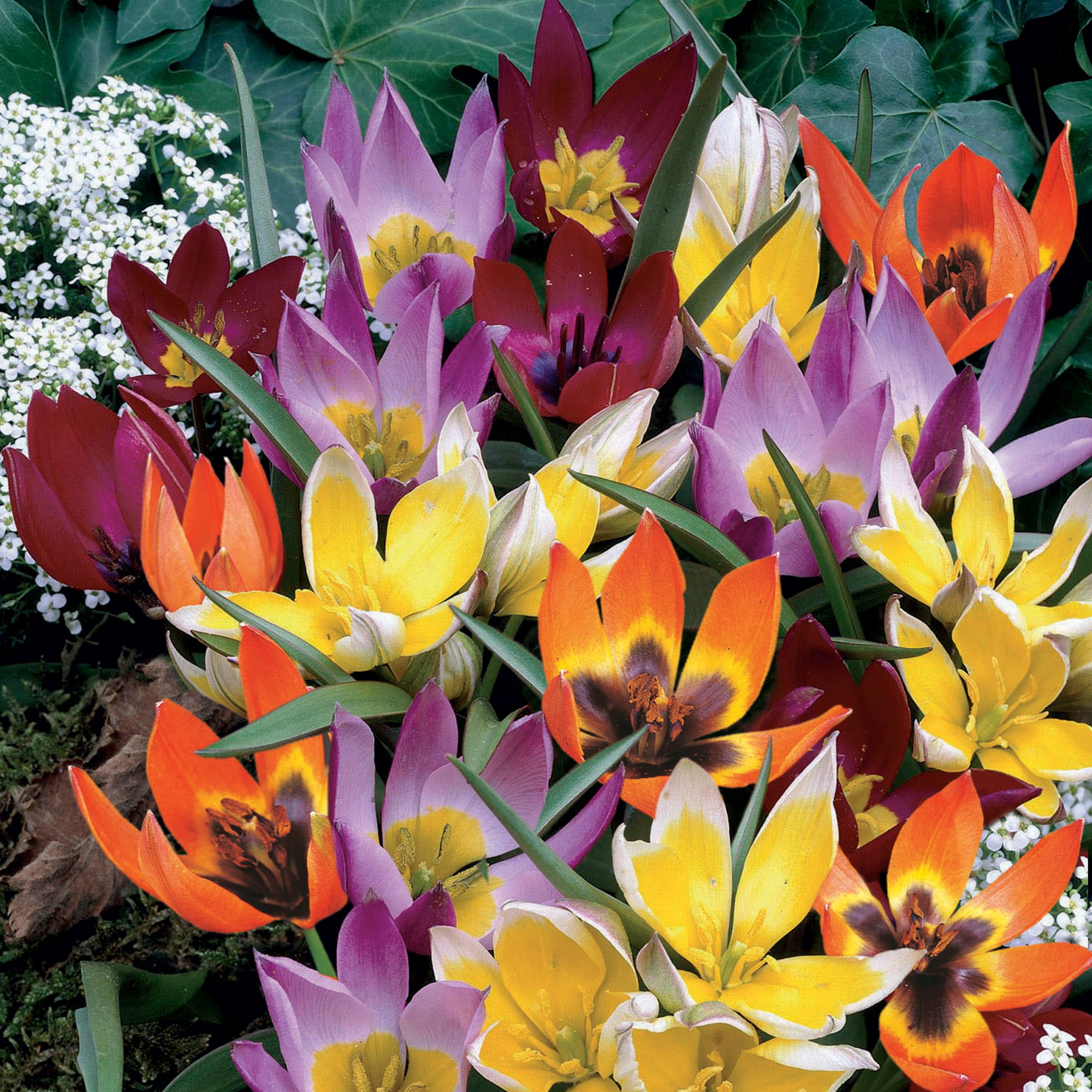 Garden State Bulb Wildflower Mix Multicolor Tulip Flower Bulbs, 6/+ cm ...