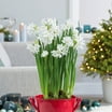10 'Ziva' Paperwhites Flower Bulbs 14/15cm Bulbs - Walmart.com