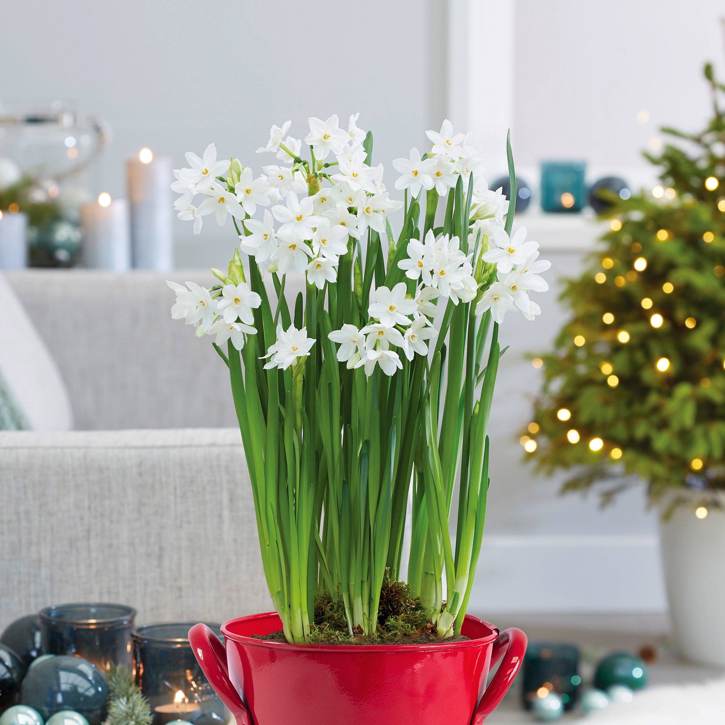 Garden State Bulb Ziva Paperwhite Narcissus Flower Bulbs, 14/15cm ...