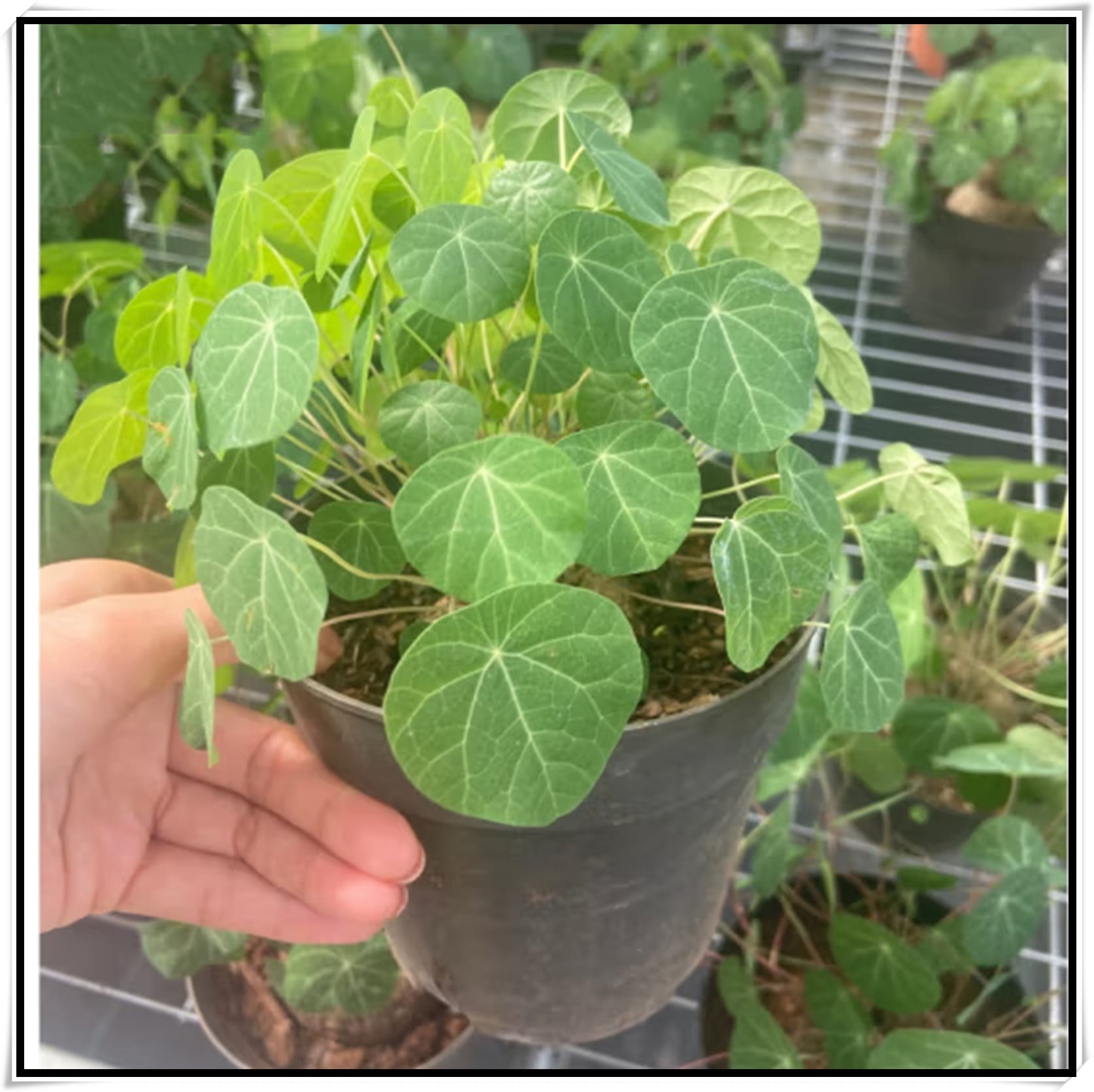 Garden( Stephania for Planting ) Pots to Grow Professional stephania ...