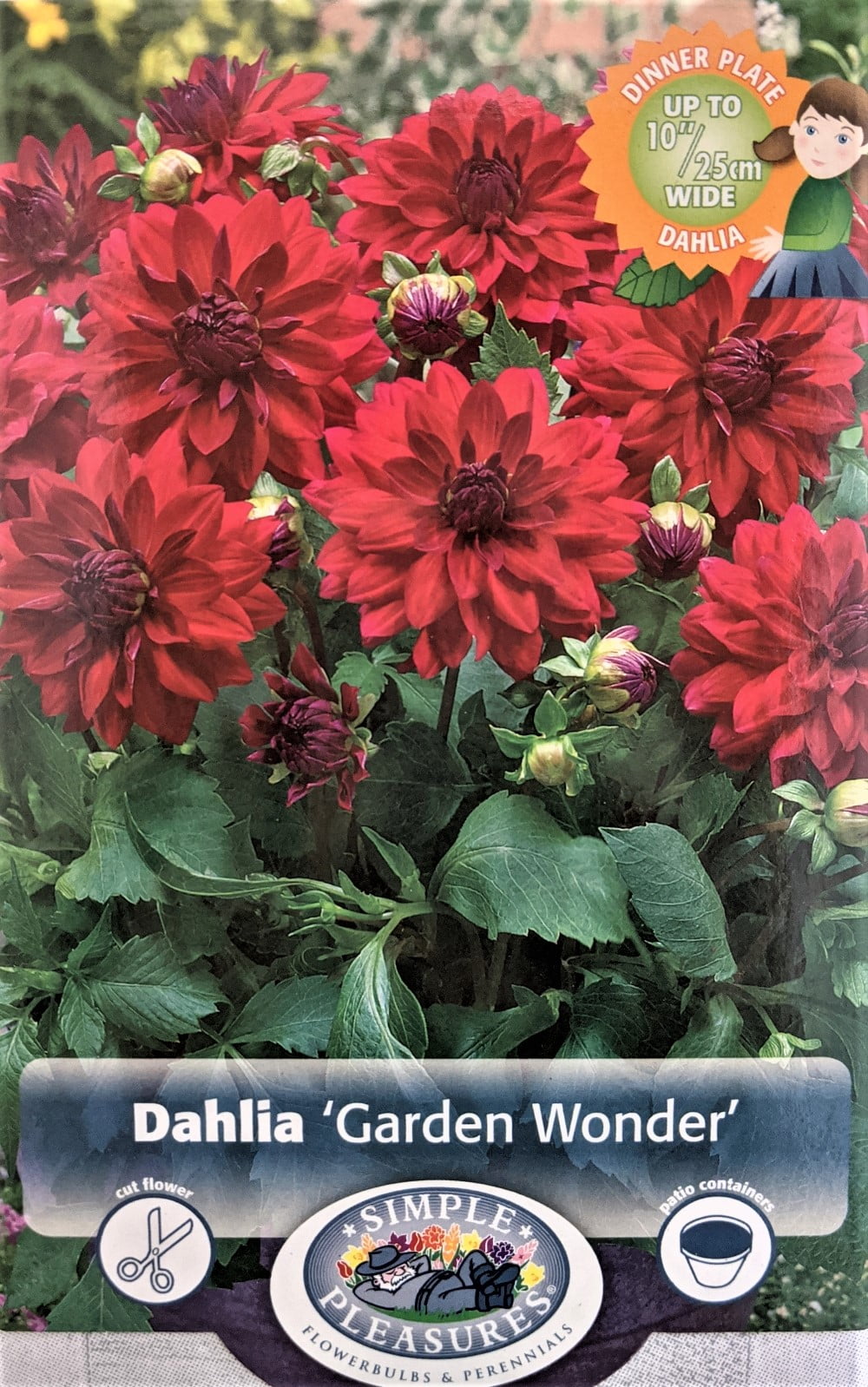 Garden Wonder Decorative Dahlia - Bright Red - #1 Size Root Clump ...