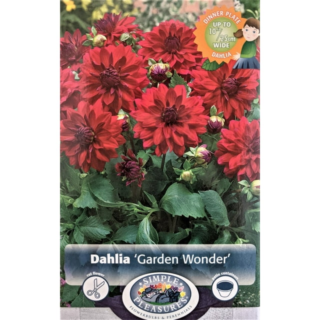 Garden Wonder Decorative Dahlia - Bright Red - #1 Size Root Clump ...