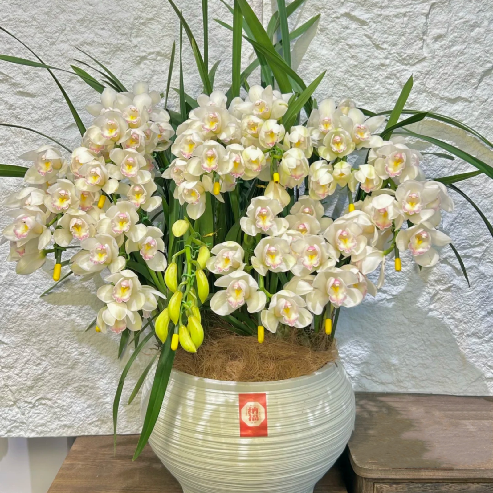 Garden bulbs，Cymbidium rhizomes for planting，Flower bulbs ，Create a ...