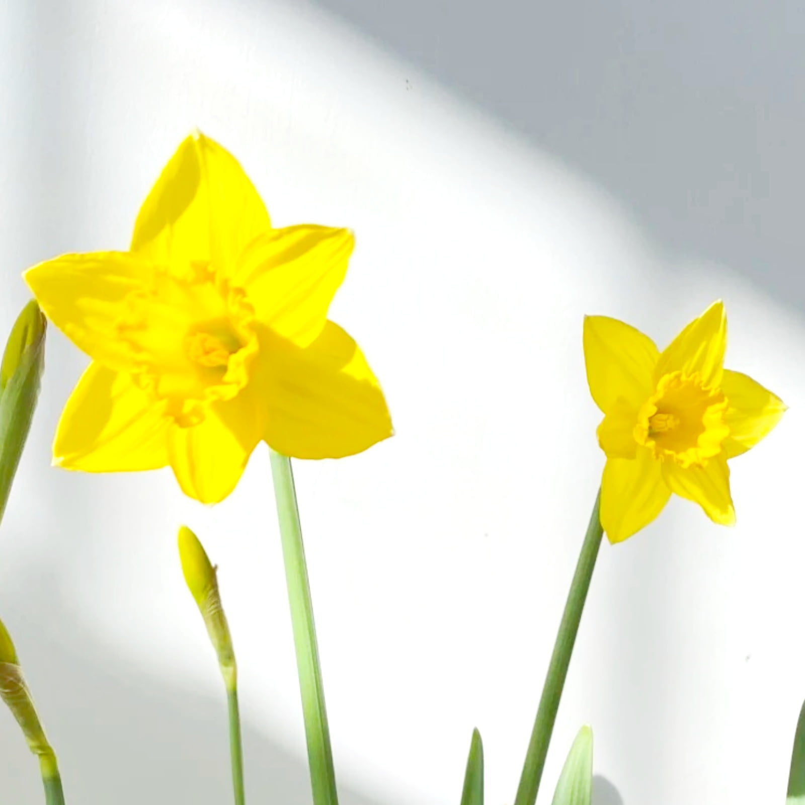 Garden decoration(Daffodil)-Easy Planting - Walmart.com