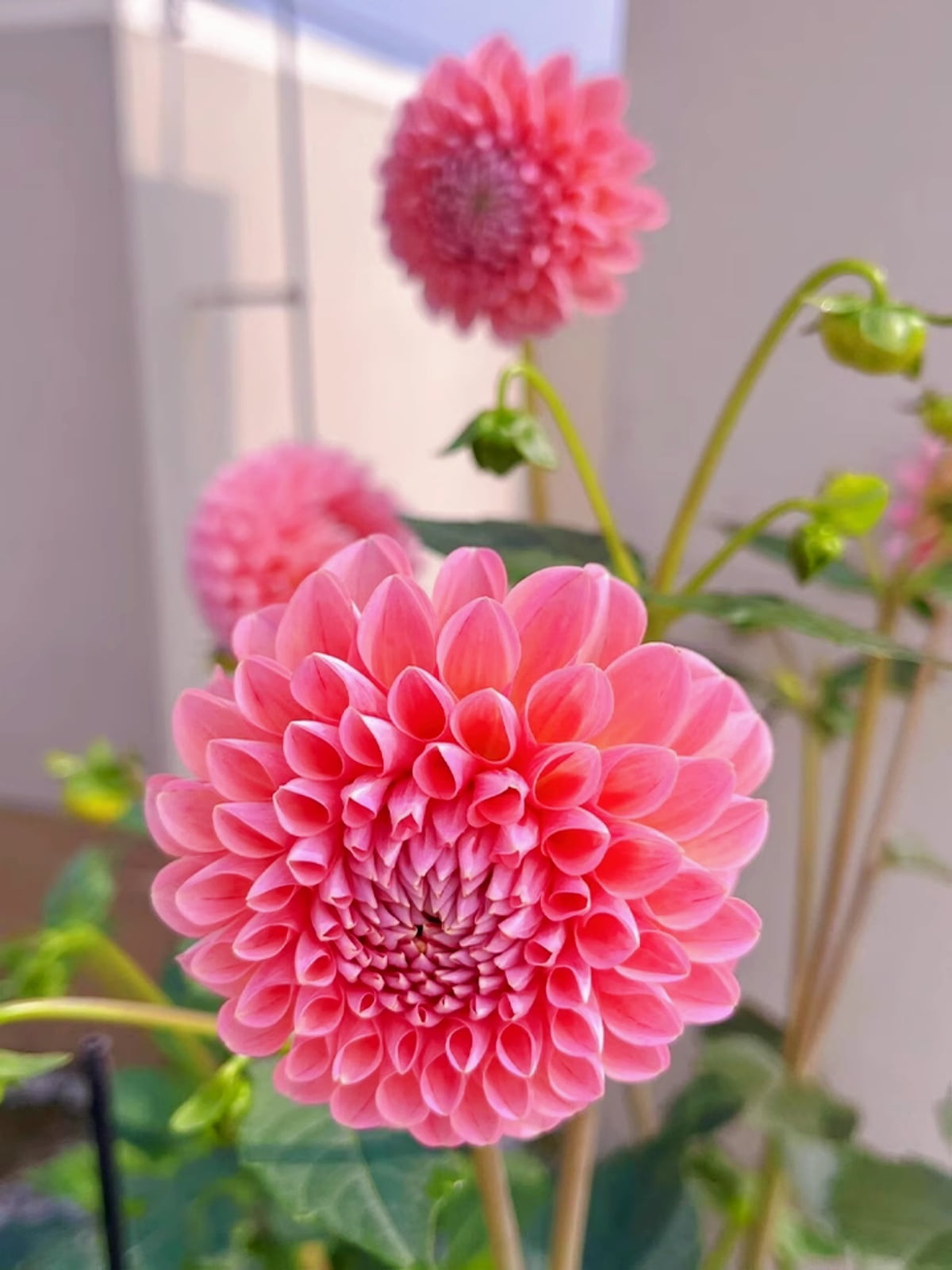 Garden decoration(Dahlia)-Simple to Grow - Walmart.com