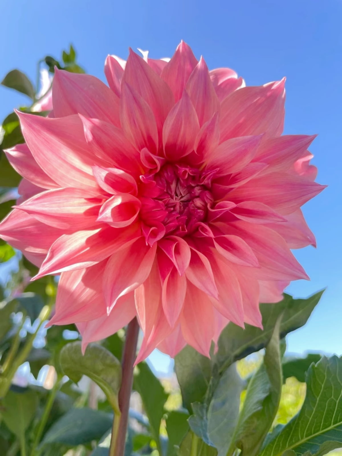 Garden decoration(Dahlia)-Simple to Grow - Walmart.com