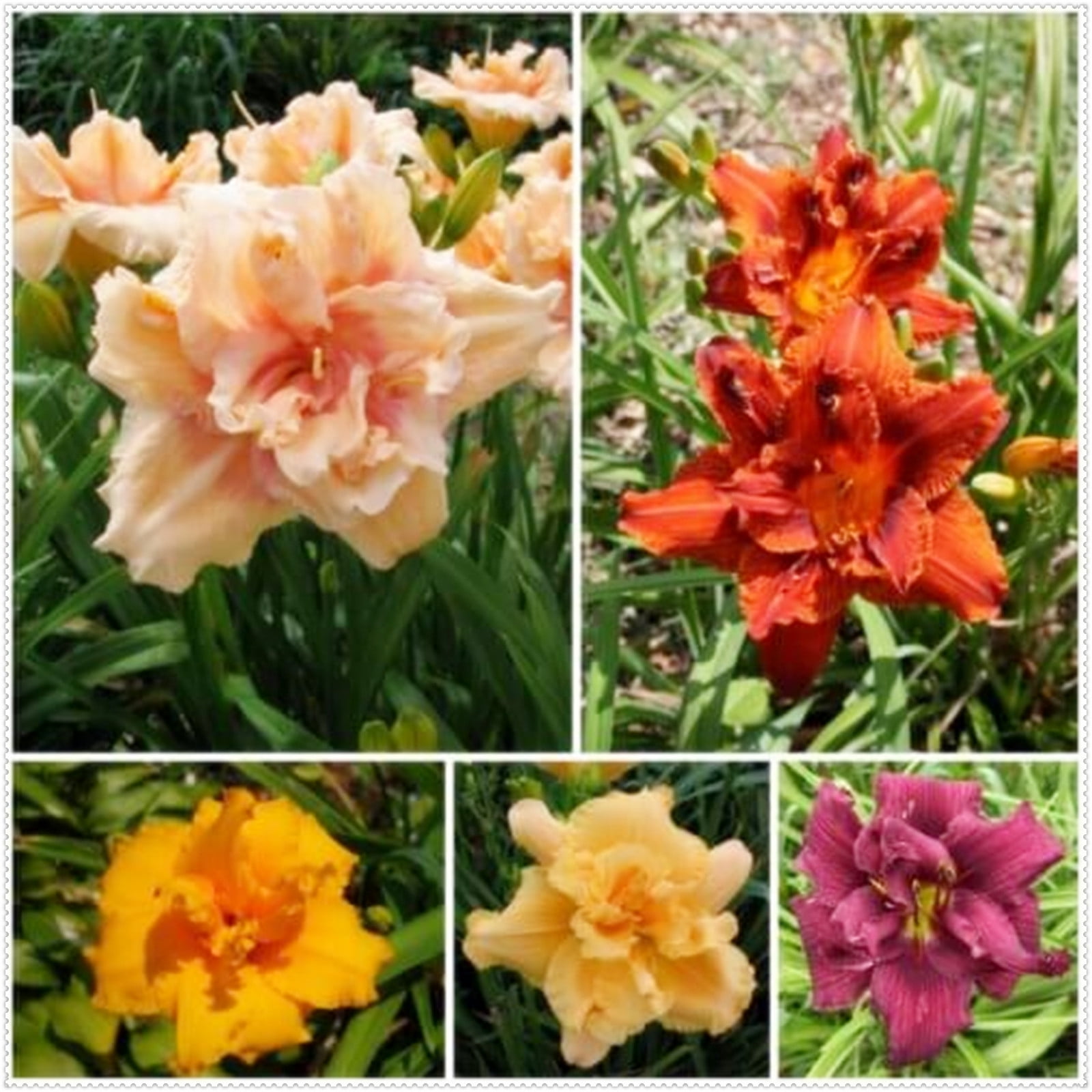 Garden decoration Daylily Enjoyable Perennial,Professional Planting ...