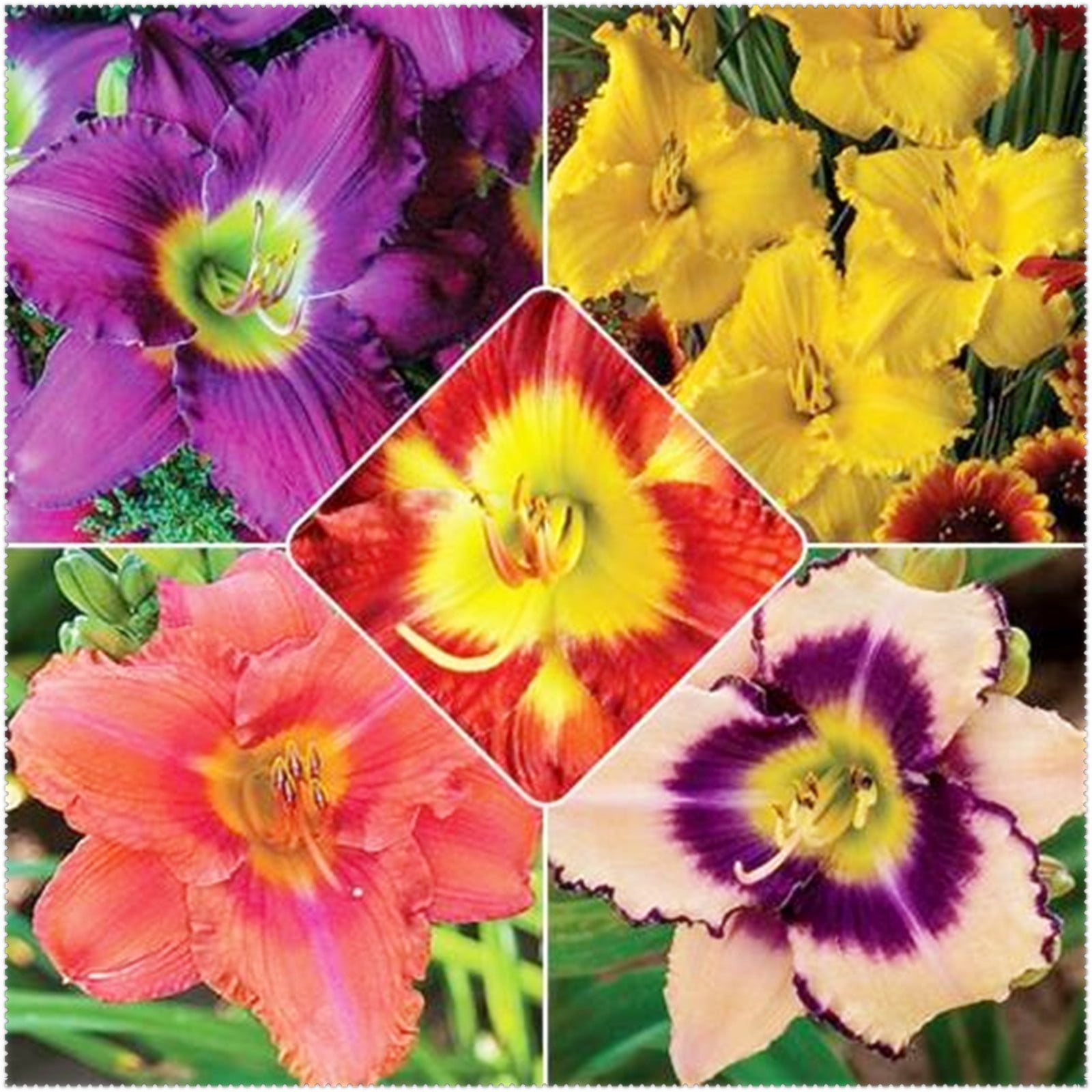 Garden decoration Daylily Enjoyable Perennial,Professional Planting ...