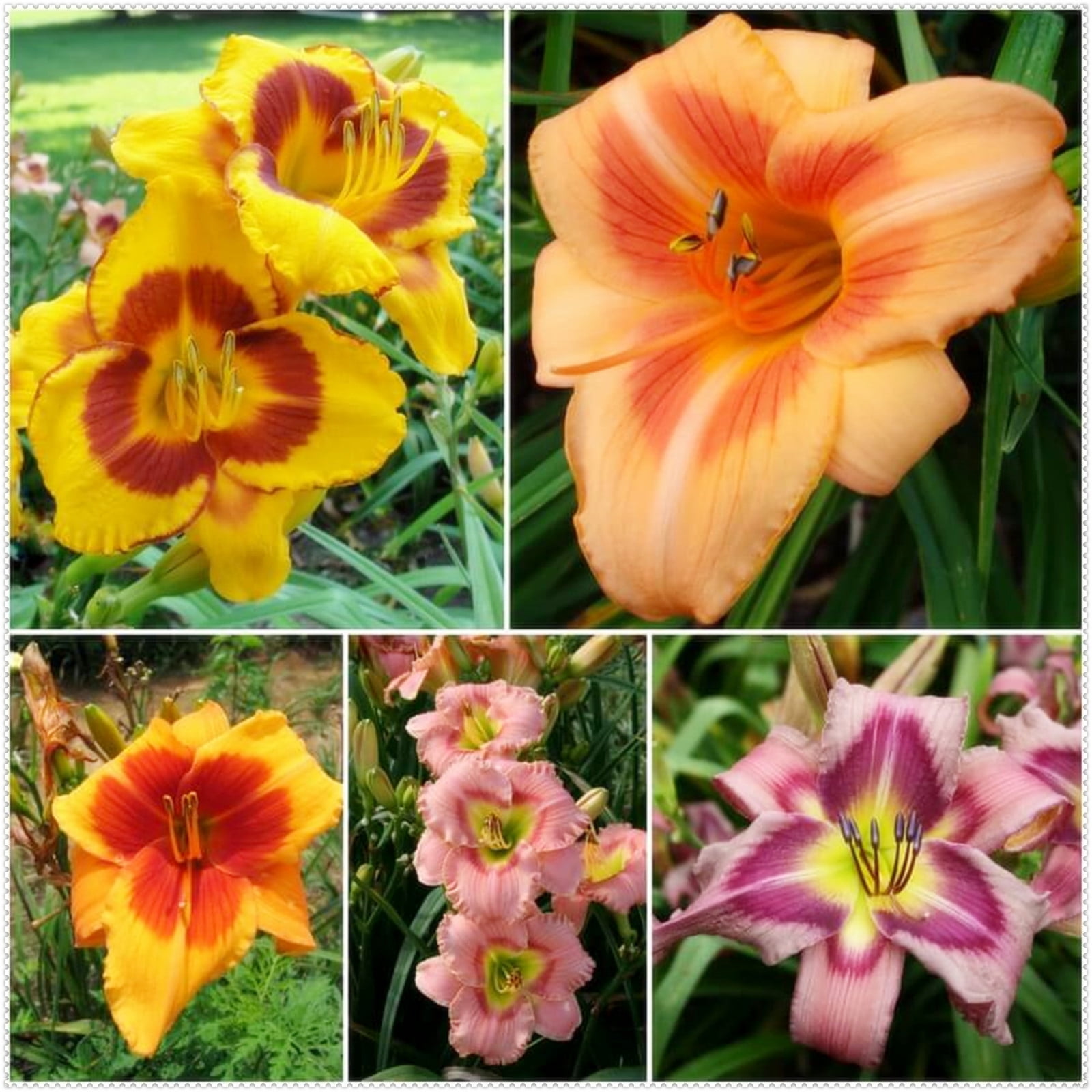 Garden decoration Daylily Enjoyable Perennial,Professional Planting ...