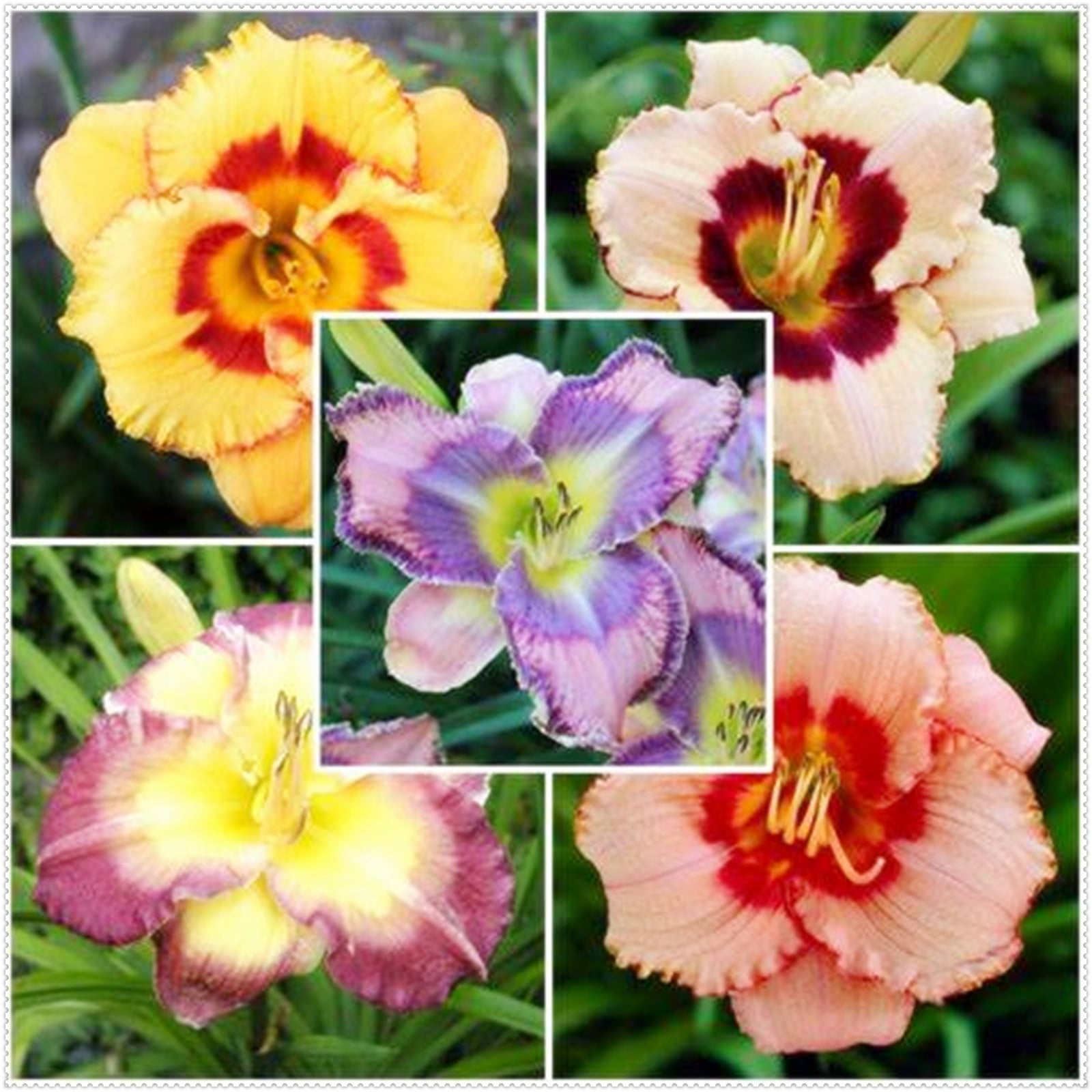 Garden decoration Daylily Enjoyable Perennial,Professional Planting ...