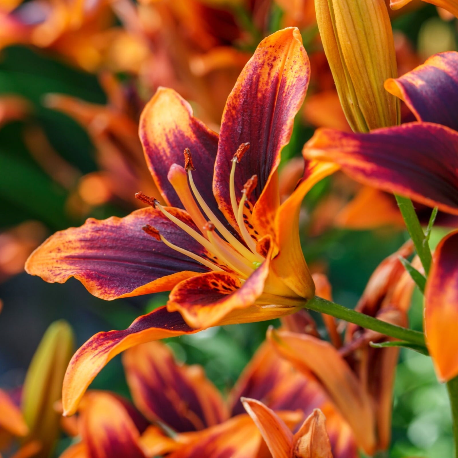 Garden decoration（Daylily)-Pots to Grow，for Beginners - Walmart.com