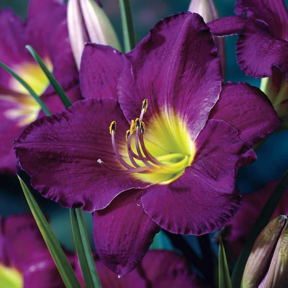 Garden decoration（Daylily)-Pots to Grow，for Beginners - Walmart.com