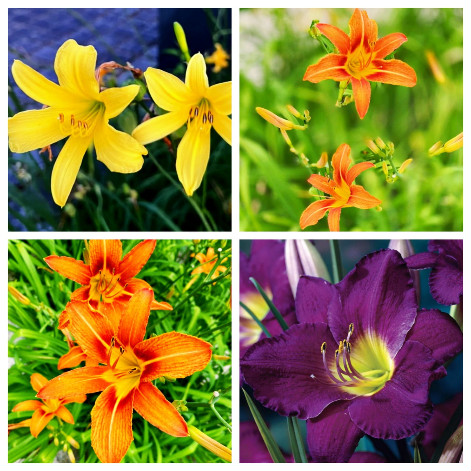 Garden decoration（Daylily)-Pots to Grow，for Beginners - Walmart.com