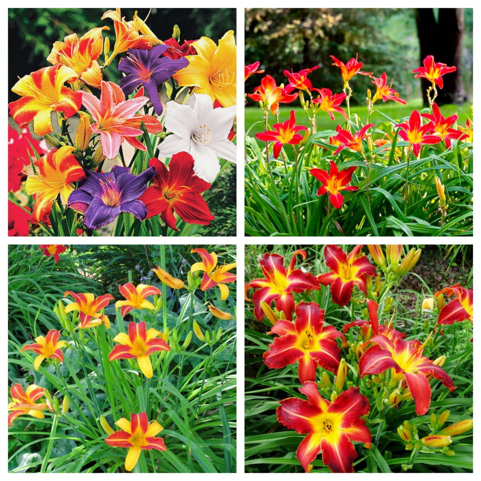 Garden decoration（Daylily)-Pots to Grow - Walmart.com