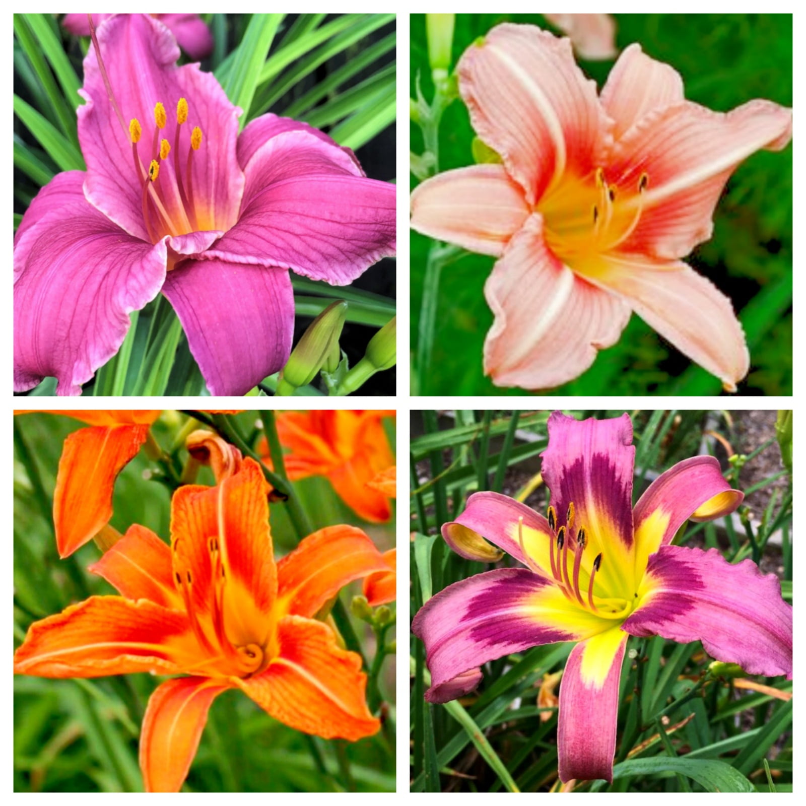 Garden decoration（Daylily)-Pots to Grow - Walmart.com