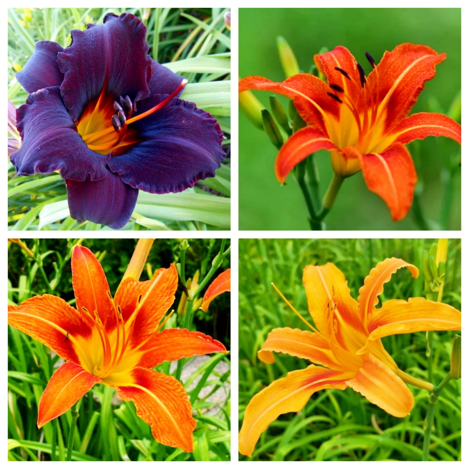 Garden decoration（Daylily)-Pots to Grow - Walmart.com