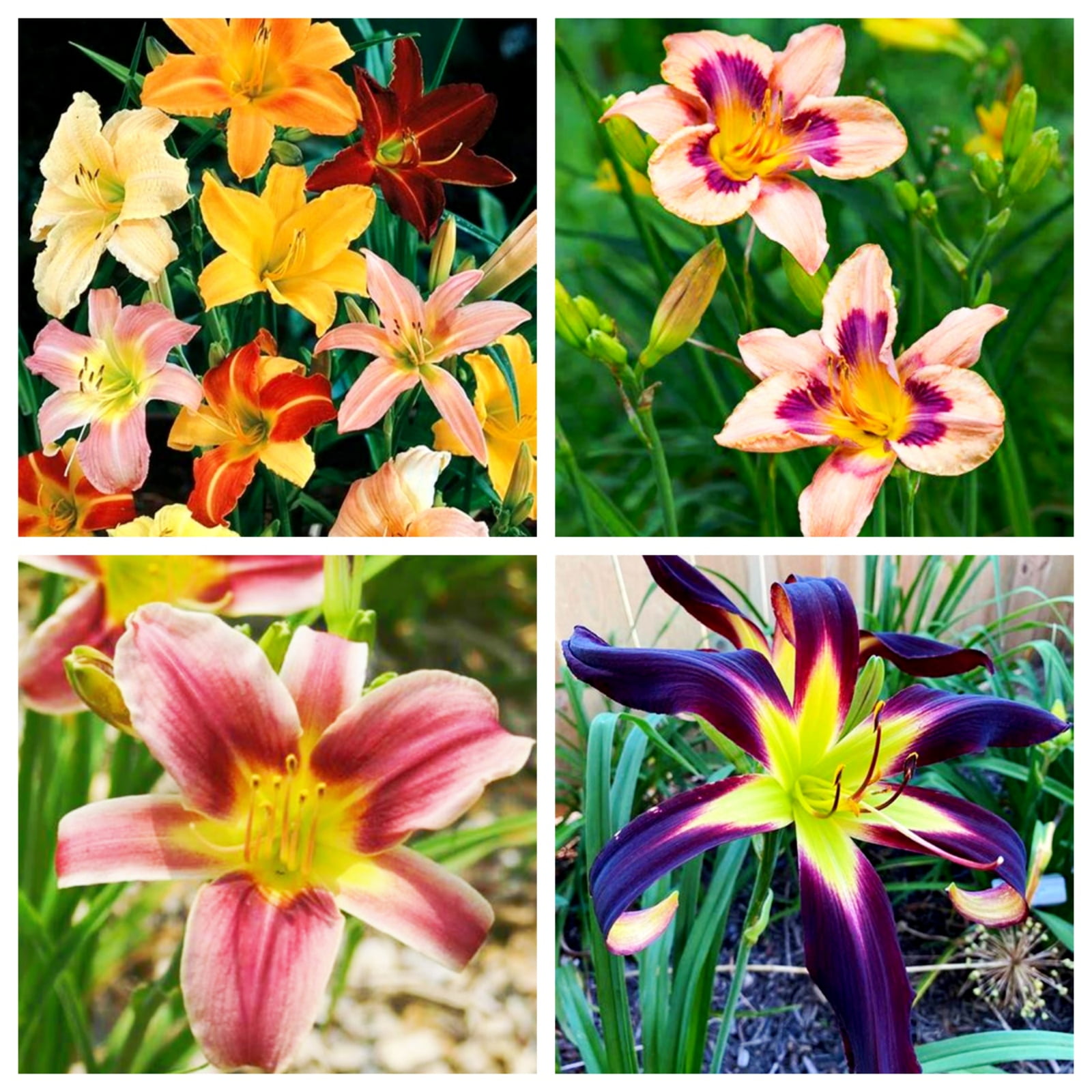 Garden decoration（Daylily)-Pots to Grow - Walmart.com