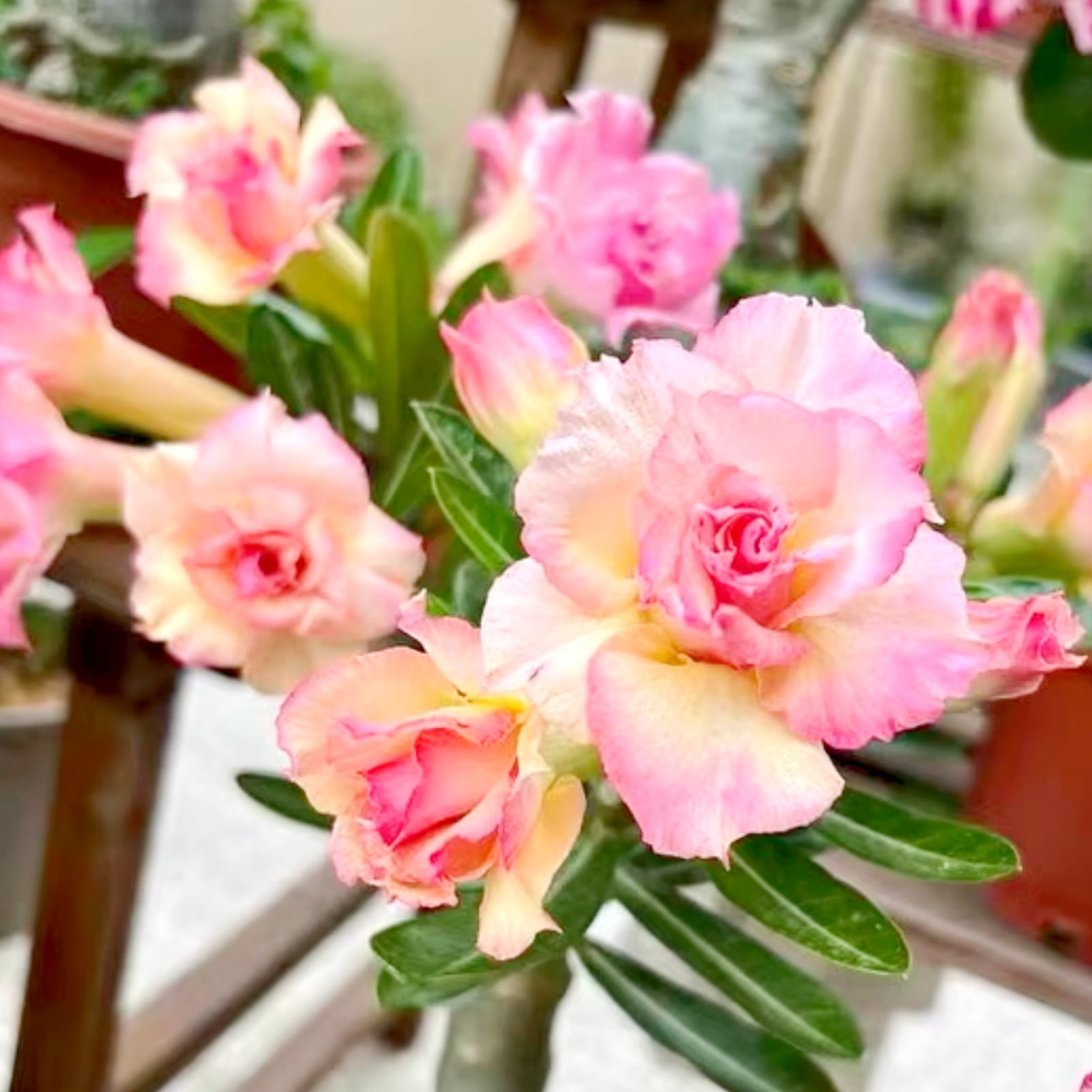 Garden decoration(Desert rose）-Pots to Grow - Walmart.com