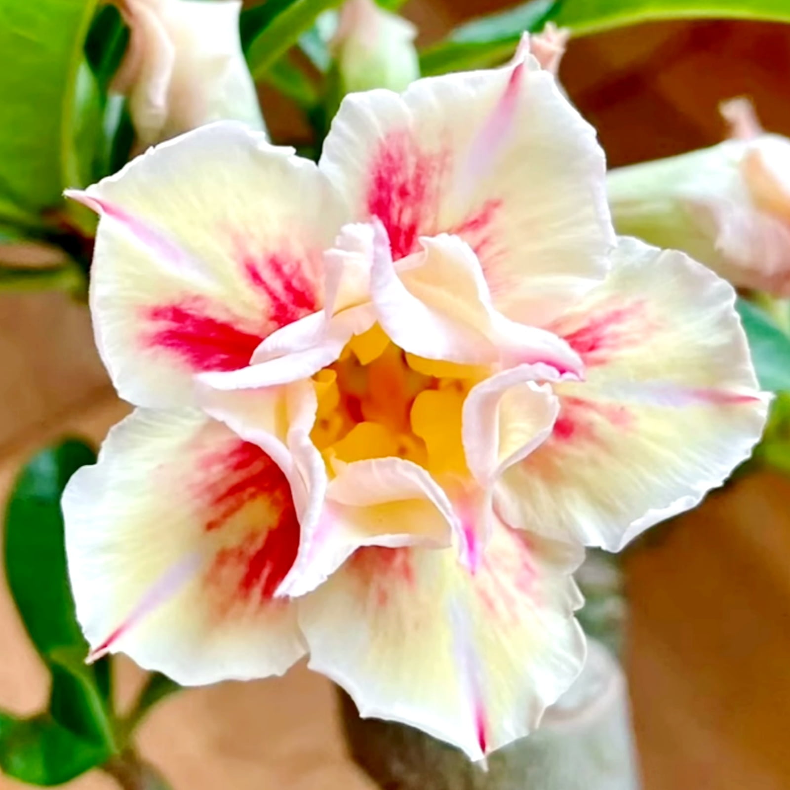 Garden decoration(Desert rose）-Pots to Grow - Walmart.com