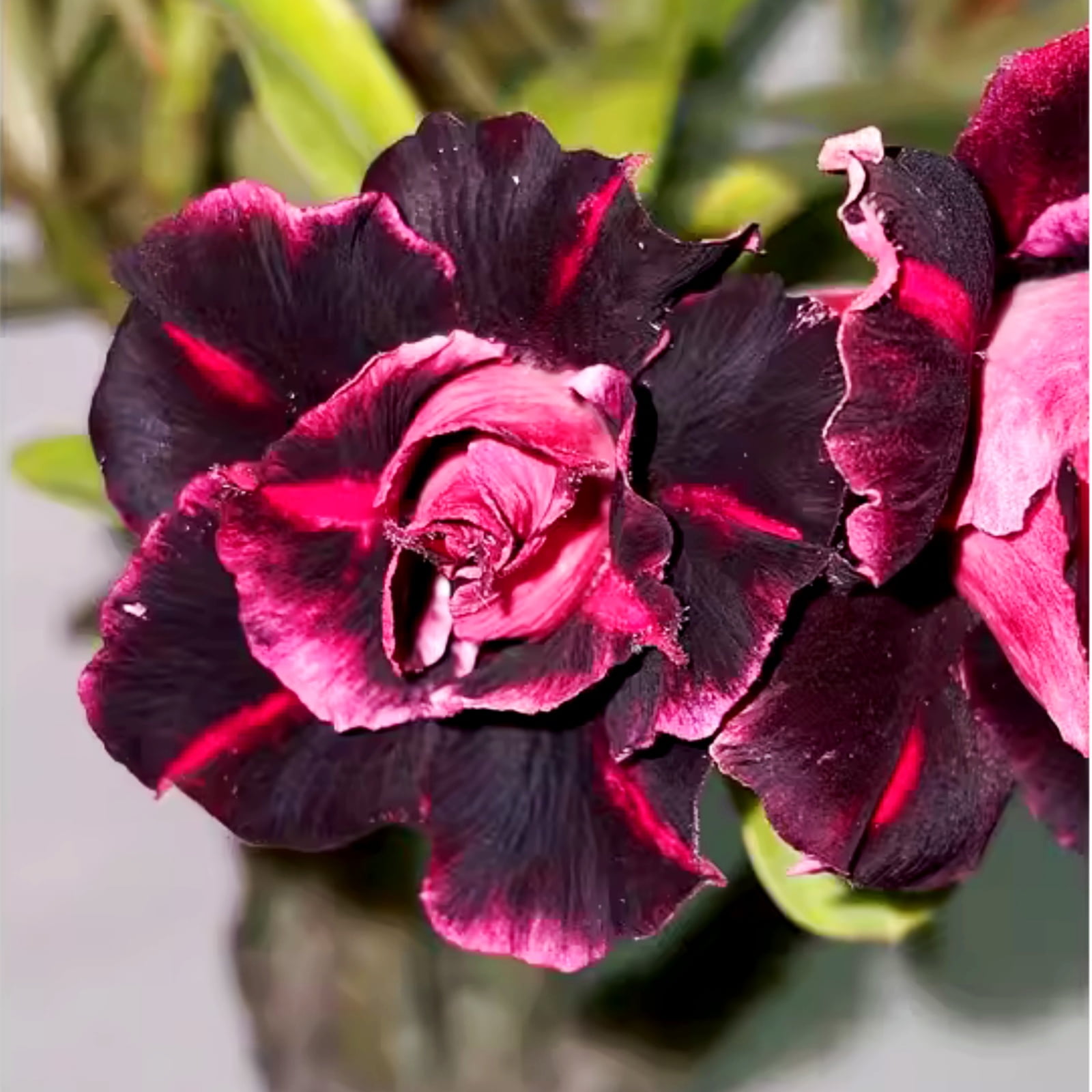 Garden decoration(Desert rose）-Pots to Grow - Walmart.com