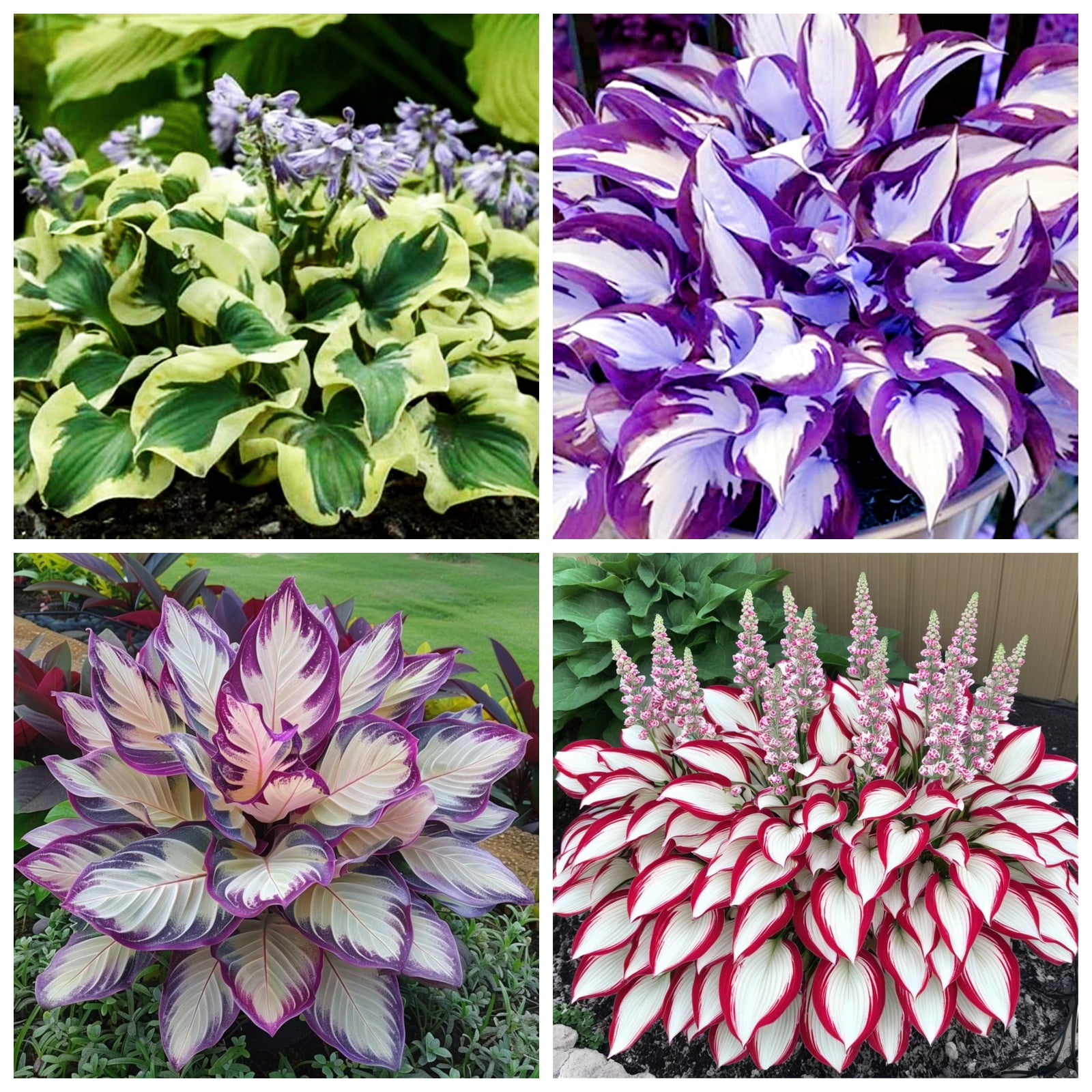 Garden decoration Hosta for Planting Professional Planting for Stunning ...
