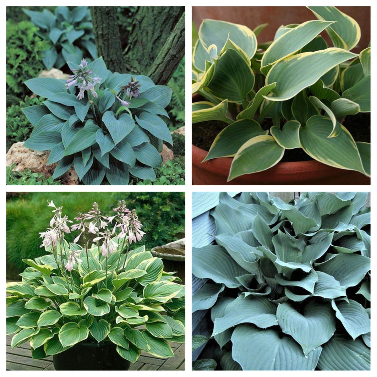 Garden decoration Hosta for Planting Professional Planting for Stunning ...