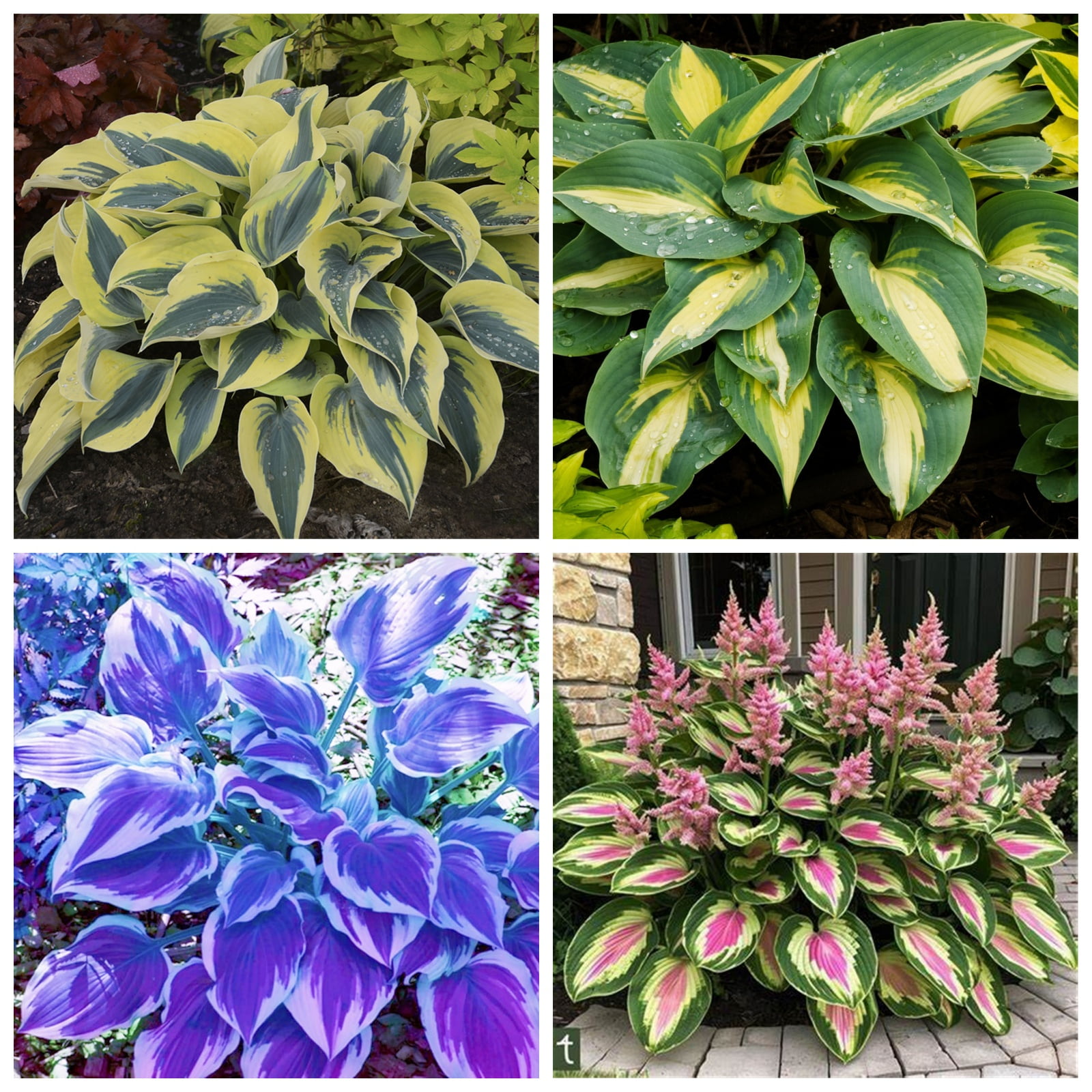 Garden decoration Hosta for Planting Professional Planting for Stunning ...
