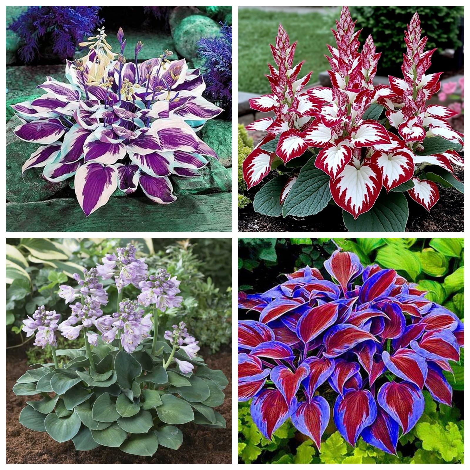 Garden decoration Hosta for Planting Professional Planting for Stunning ...