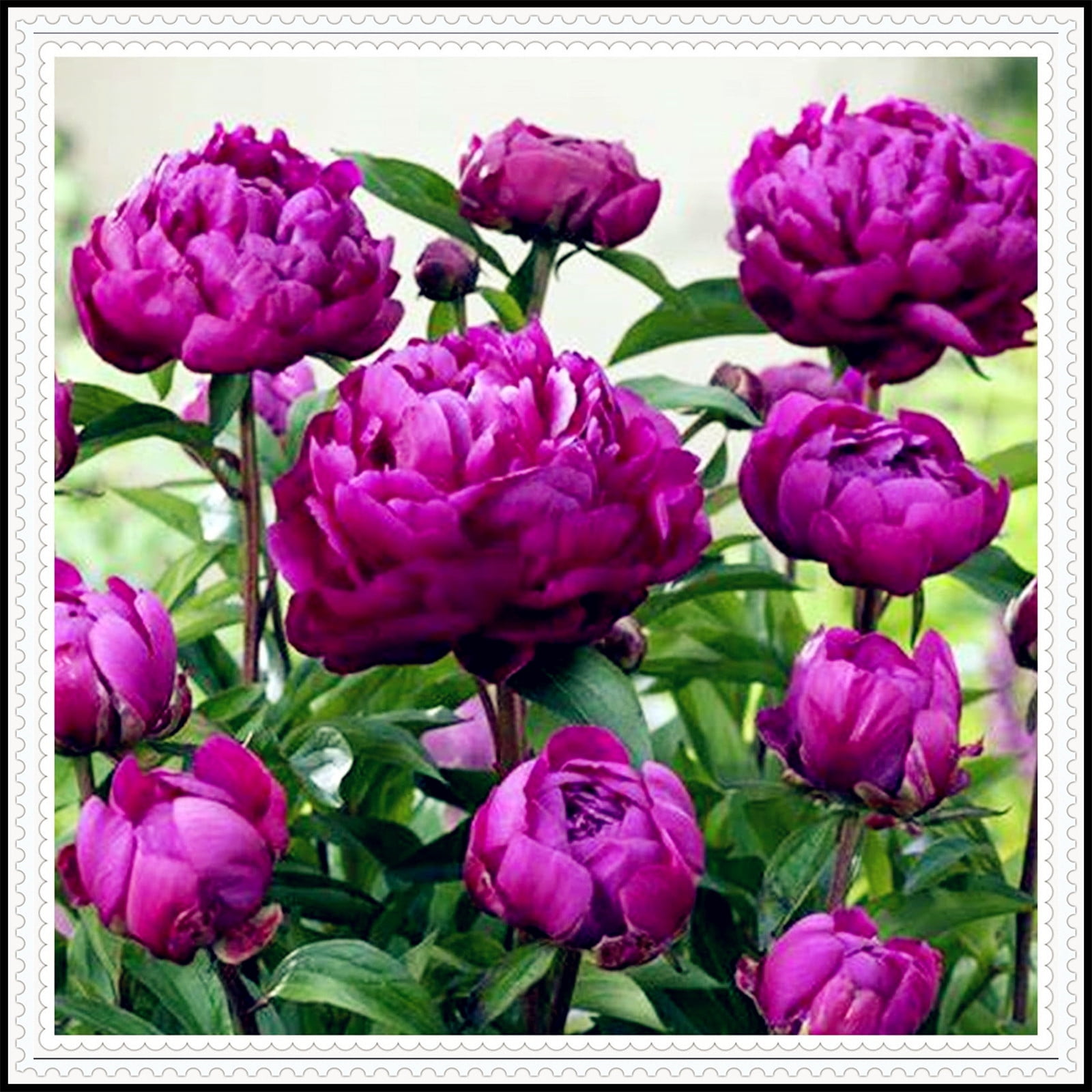 Garden decoration（Peony bulk）-Easy Planting - Walmart.com