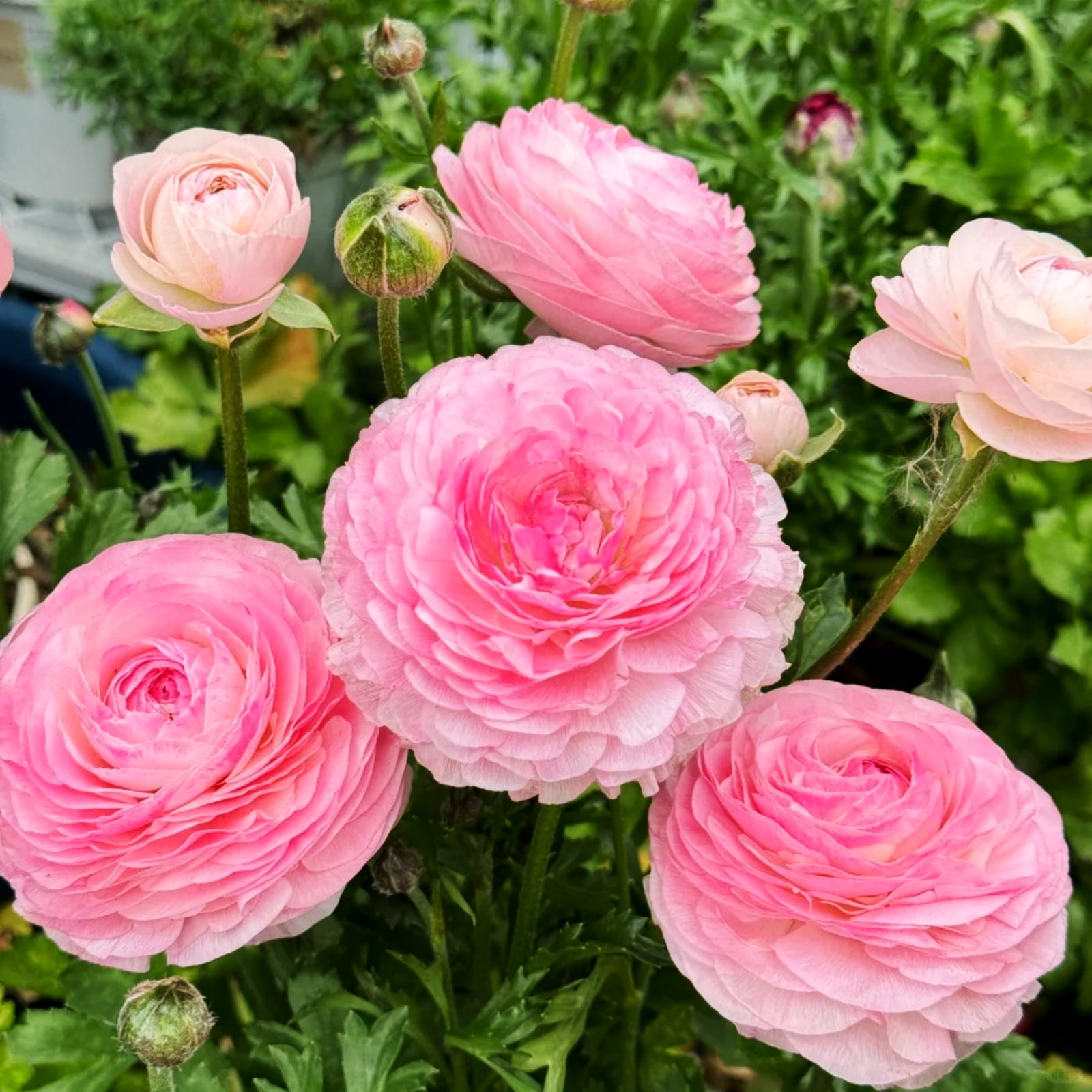 Garden decoration（Ranunculus）-Easy Planting，for Beginners - Walmart.com