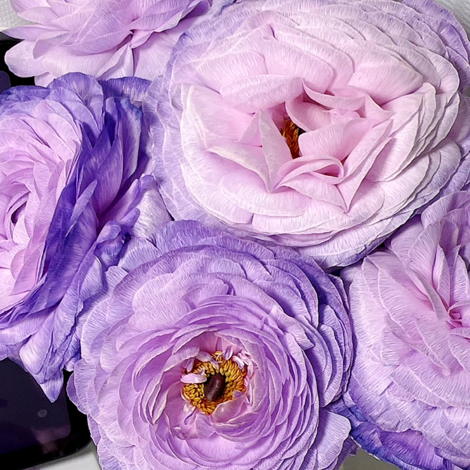 Garden decoration（Ranunculus）-Easy Planting，for Beginners - Walmart.com