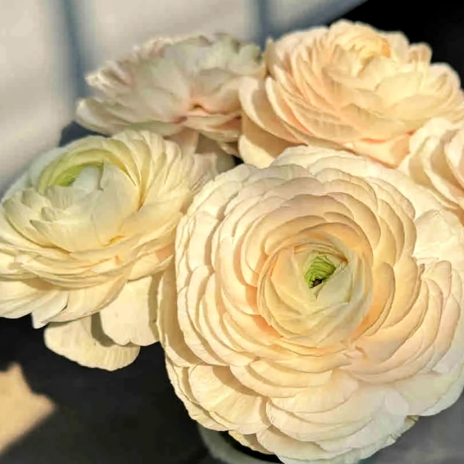 Garden decoration（Ranunculus）-Easy Planting，for Beginners - Walmart.com