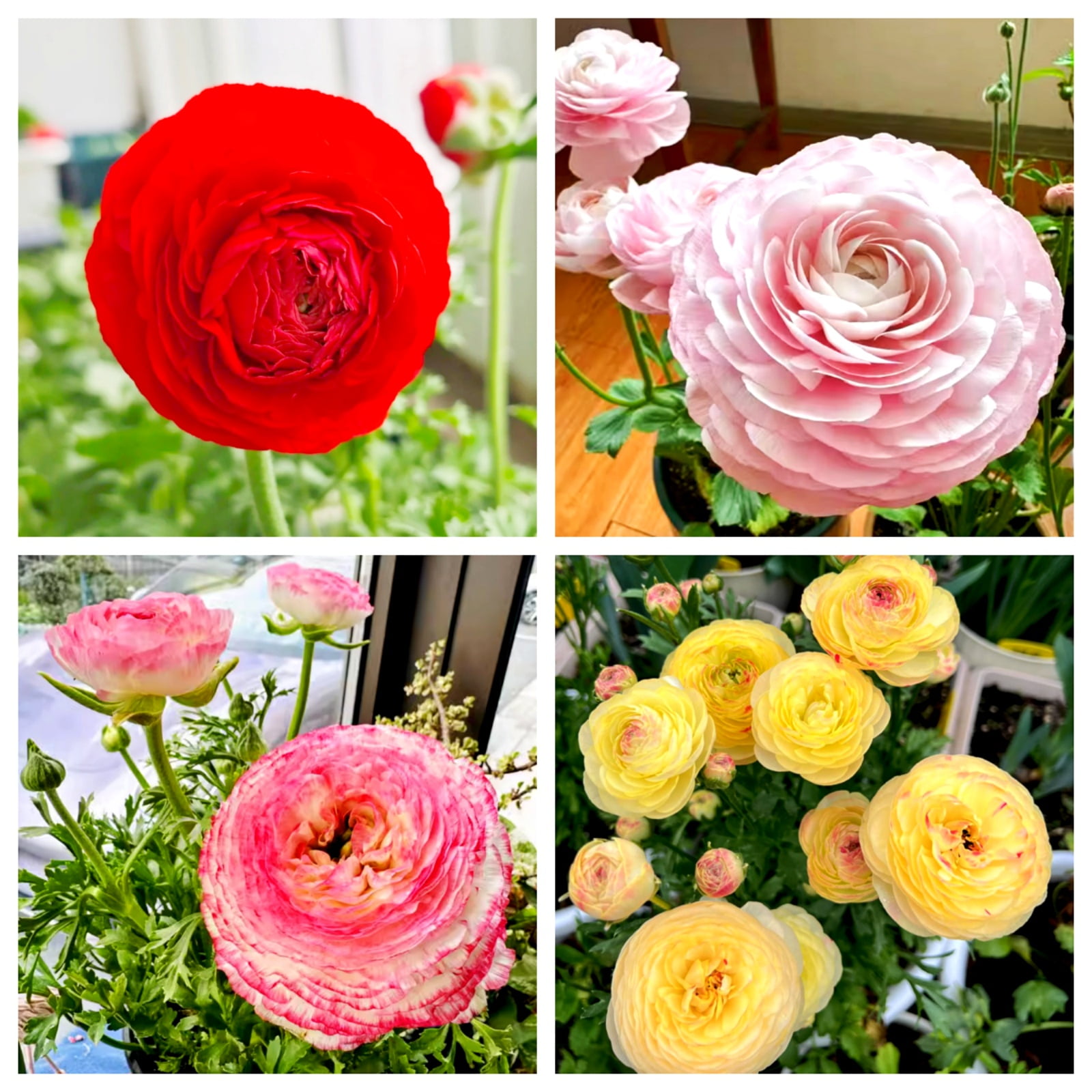 Garden decoration（Ranunculus）-Easy Planting，for Beginners - Walmart.com