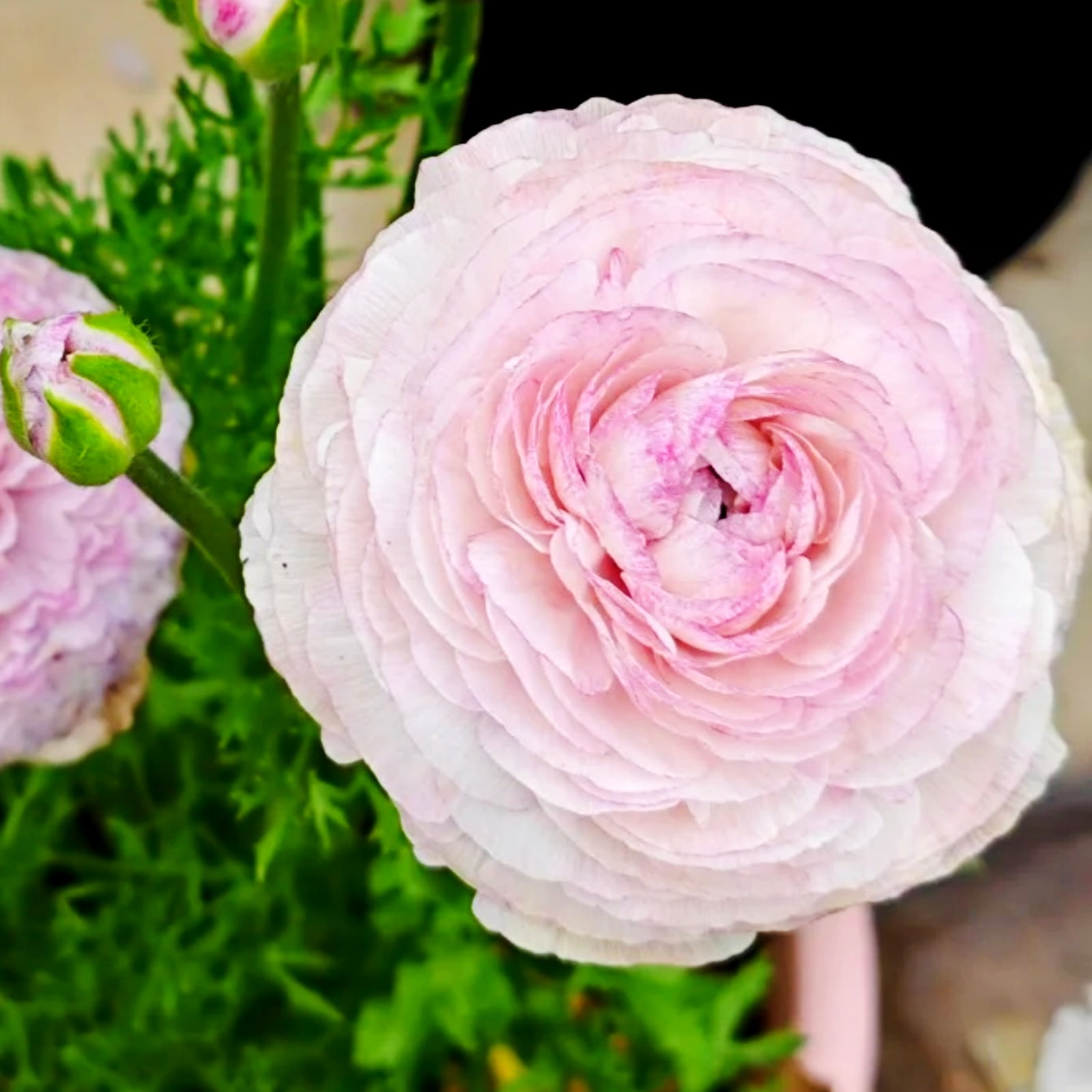 Garden decoration（Ranunculus）-Easy Planting，for Beginners - Walmart.com