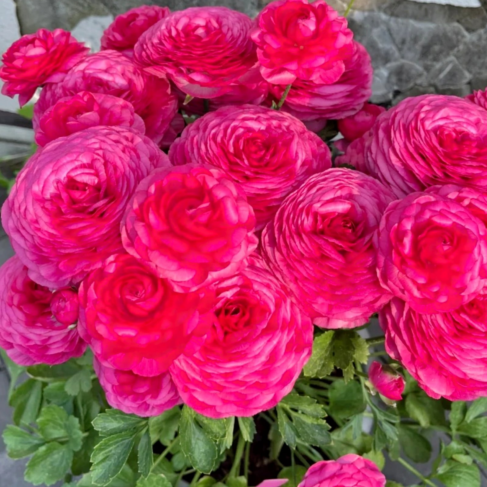 Garden decoration（Ranunculus）-Easy Planting，for Beginners - Walmart.com