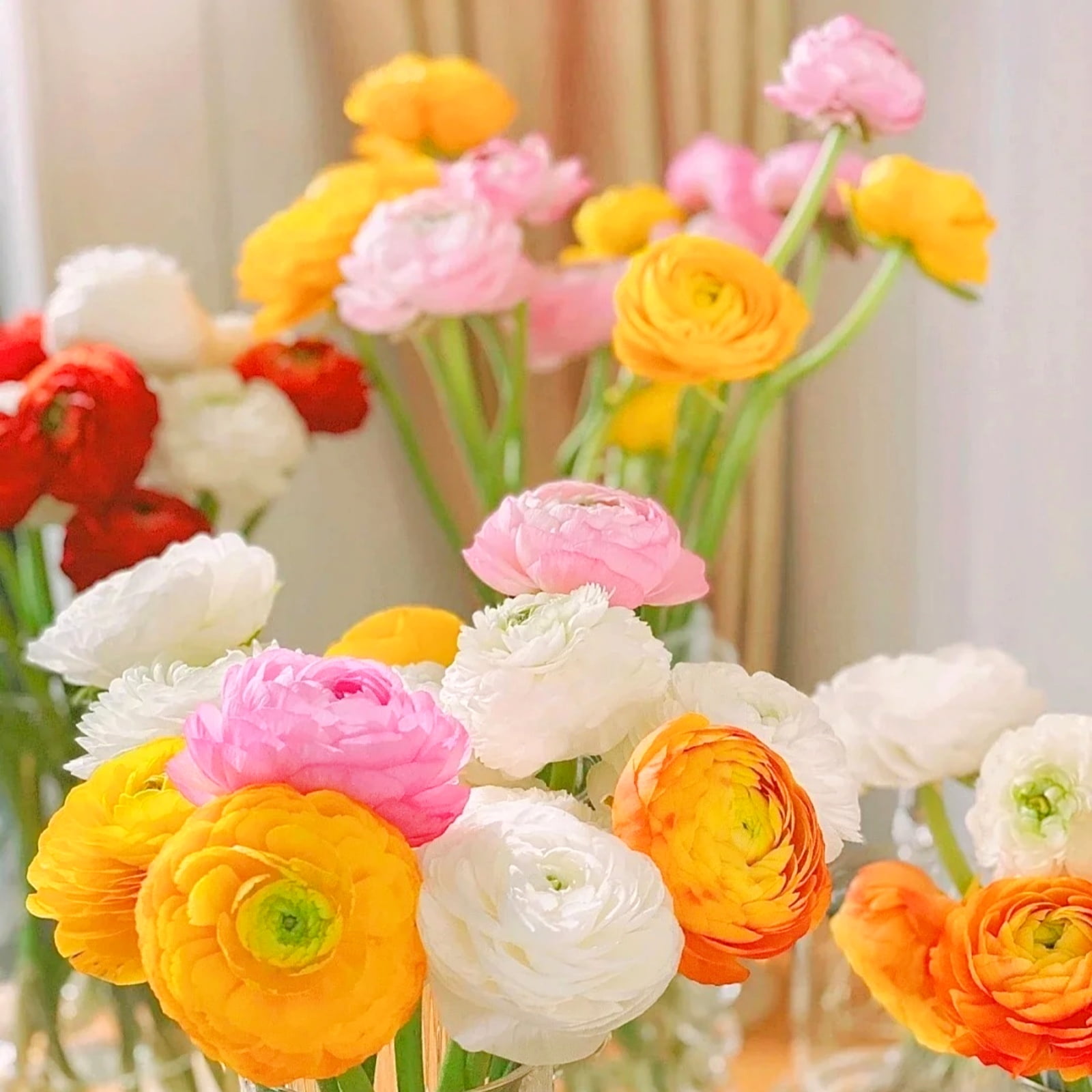 Garden decoration（Ranunculus）-Easy Planting - Walmart.com