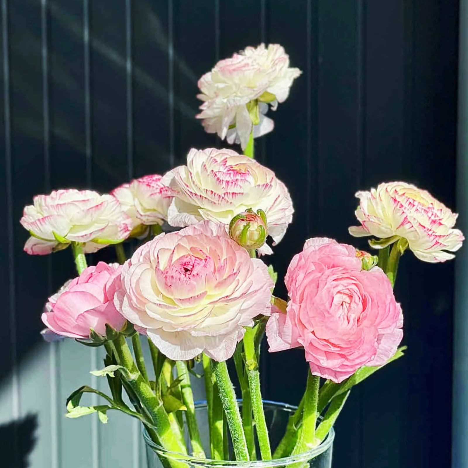 Garden decoration（Ranunculus）-Easy Planting - Walmart.com