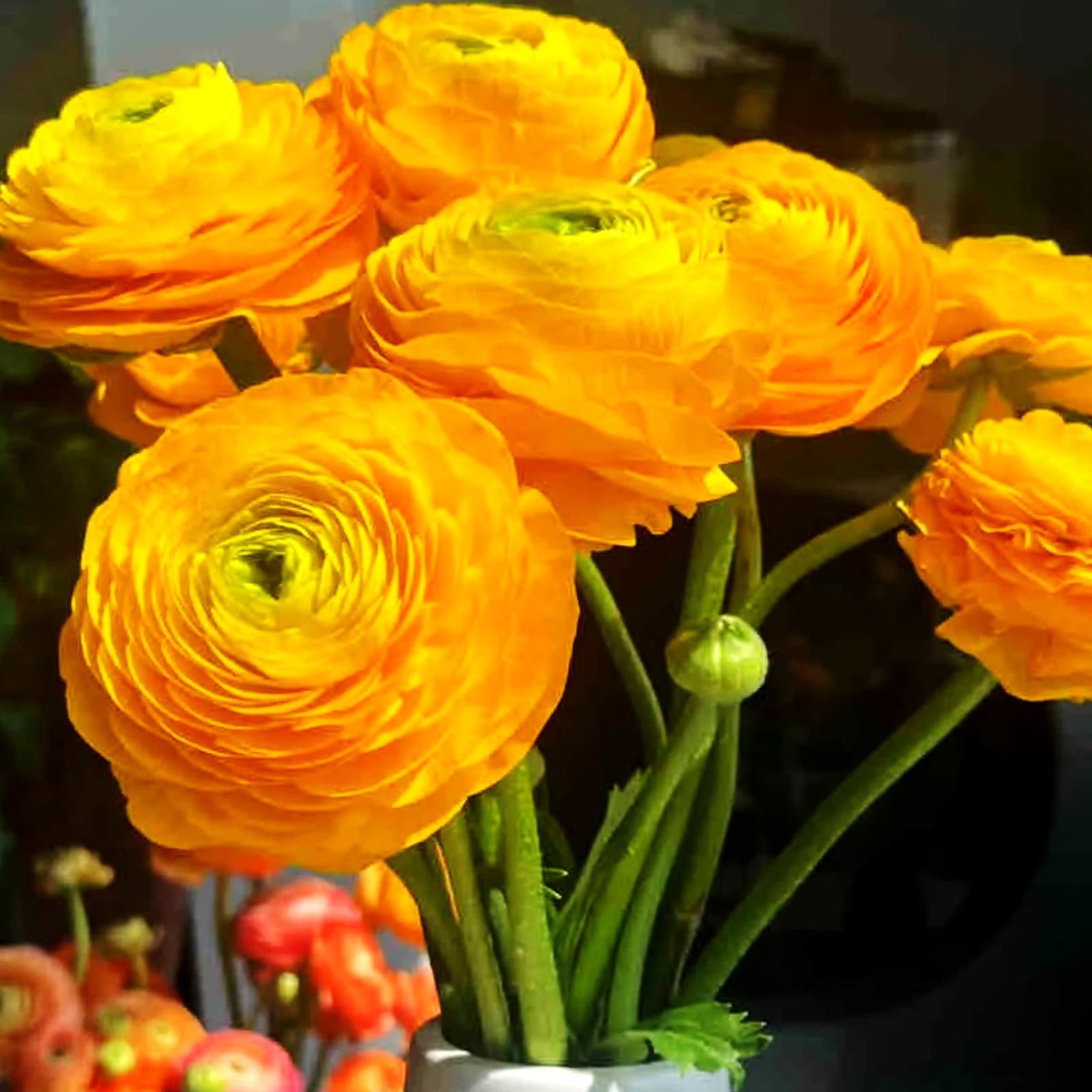Garden decoration（Ranunculus）-Easy Planting - Walmart.com