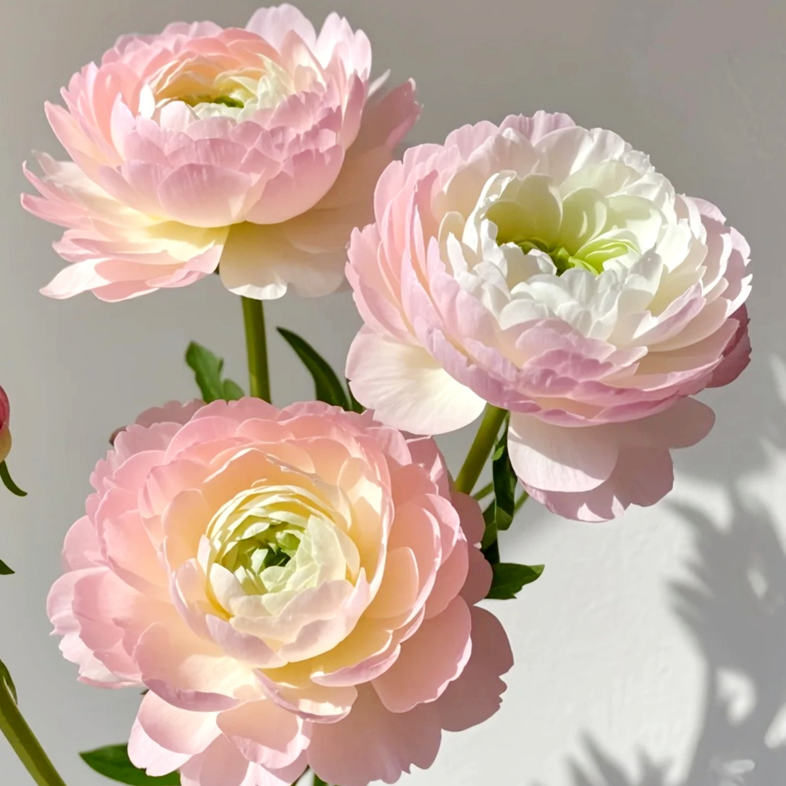 Garden decoration（Ranunculus）-Easy Planting - Walmart.com