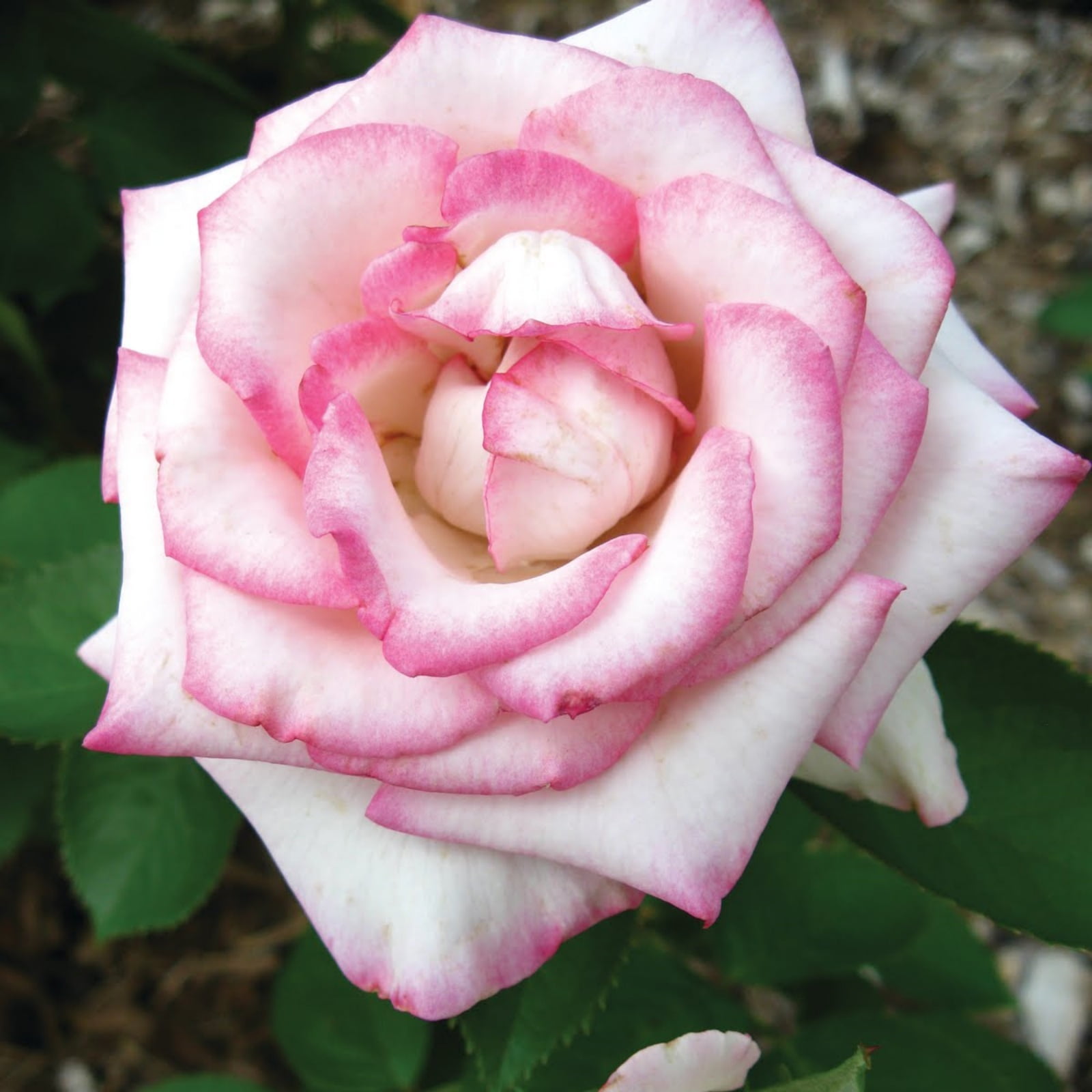 Garden decoration flowers,ROSE,ROSES For garden plantingHigh ...